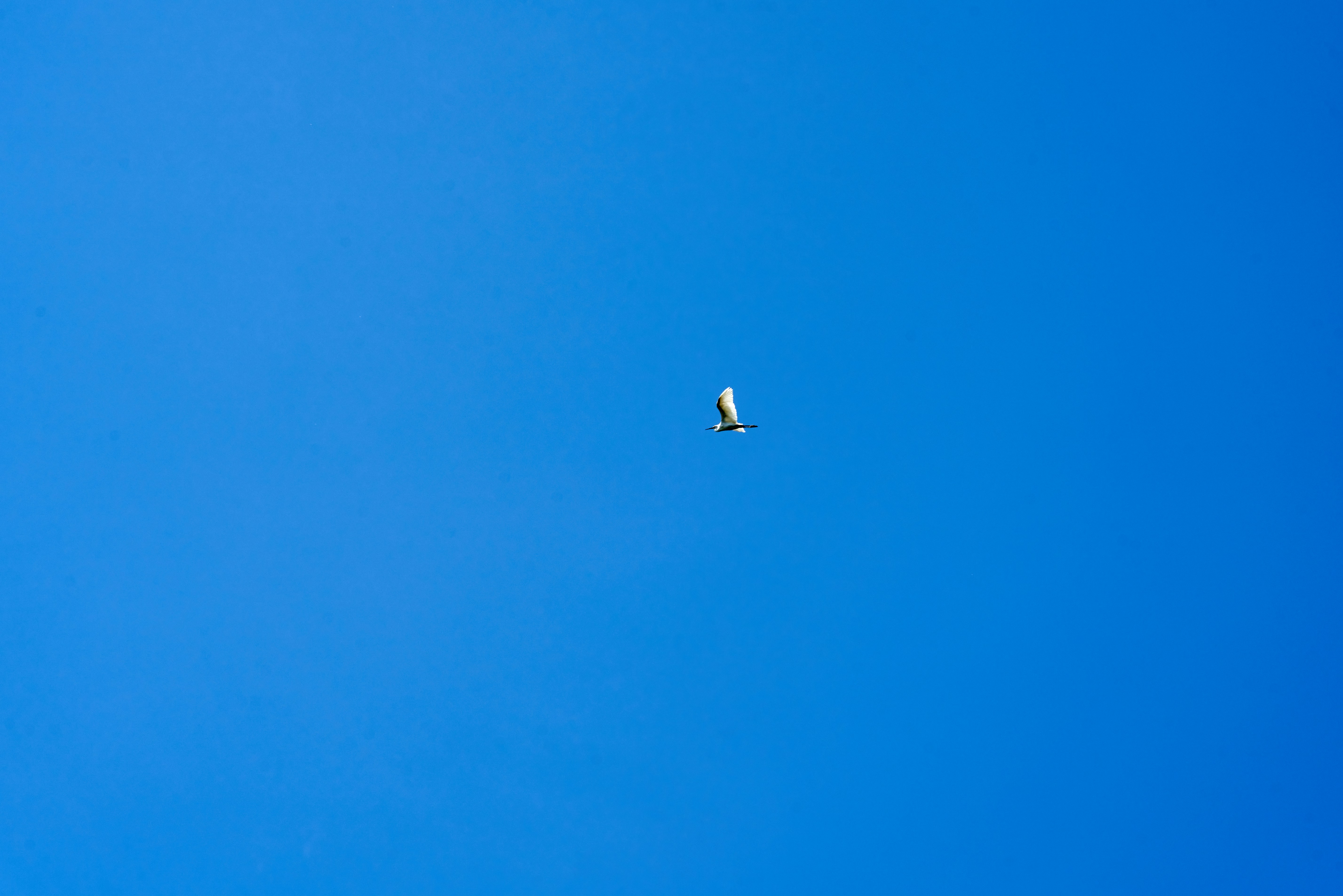 A bird flying high up in the sky photo – Free China Image on Unsplash