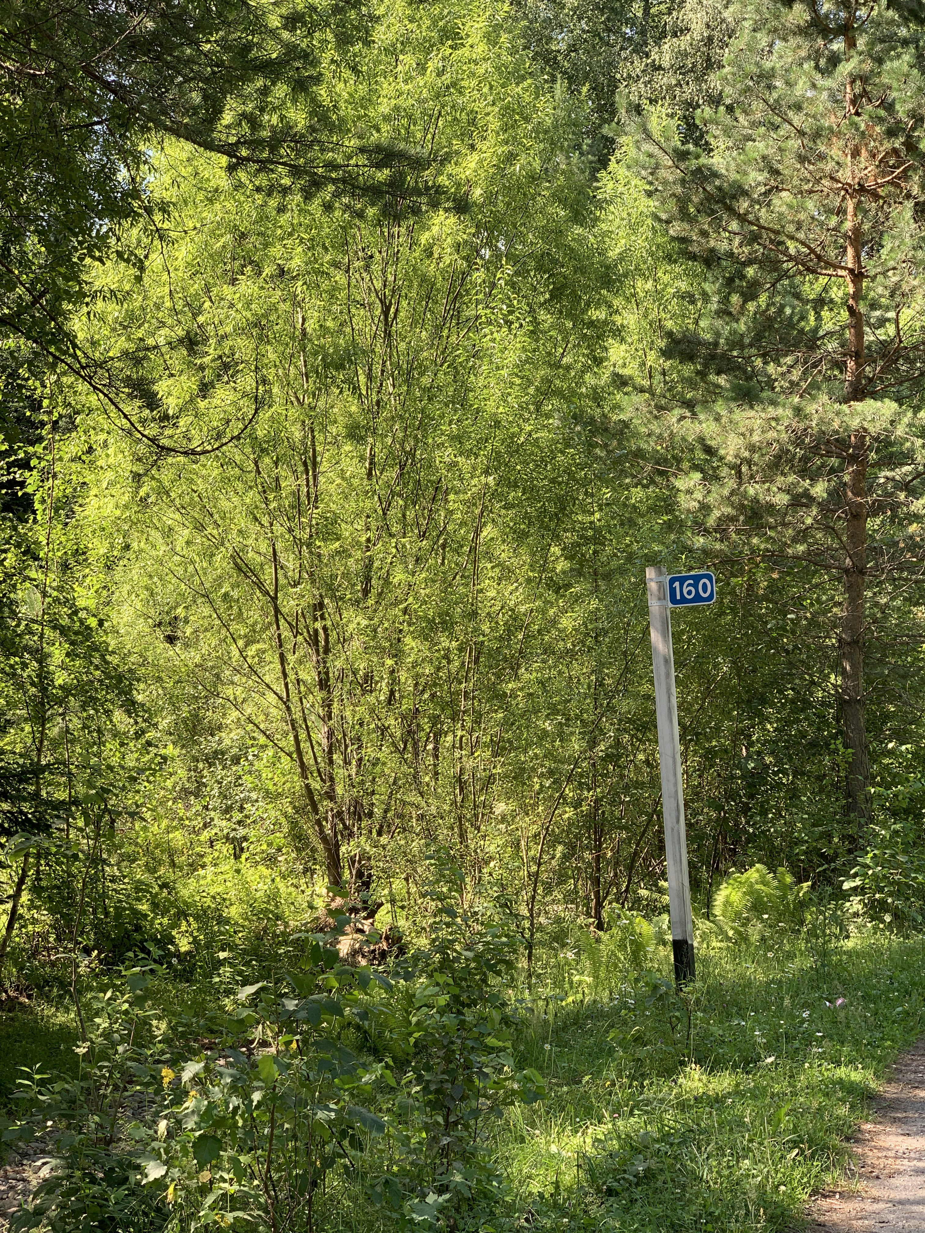 Blue Mile Marker in a Sunlit Green Corridor