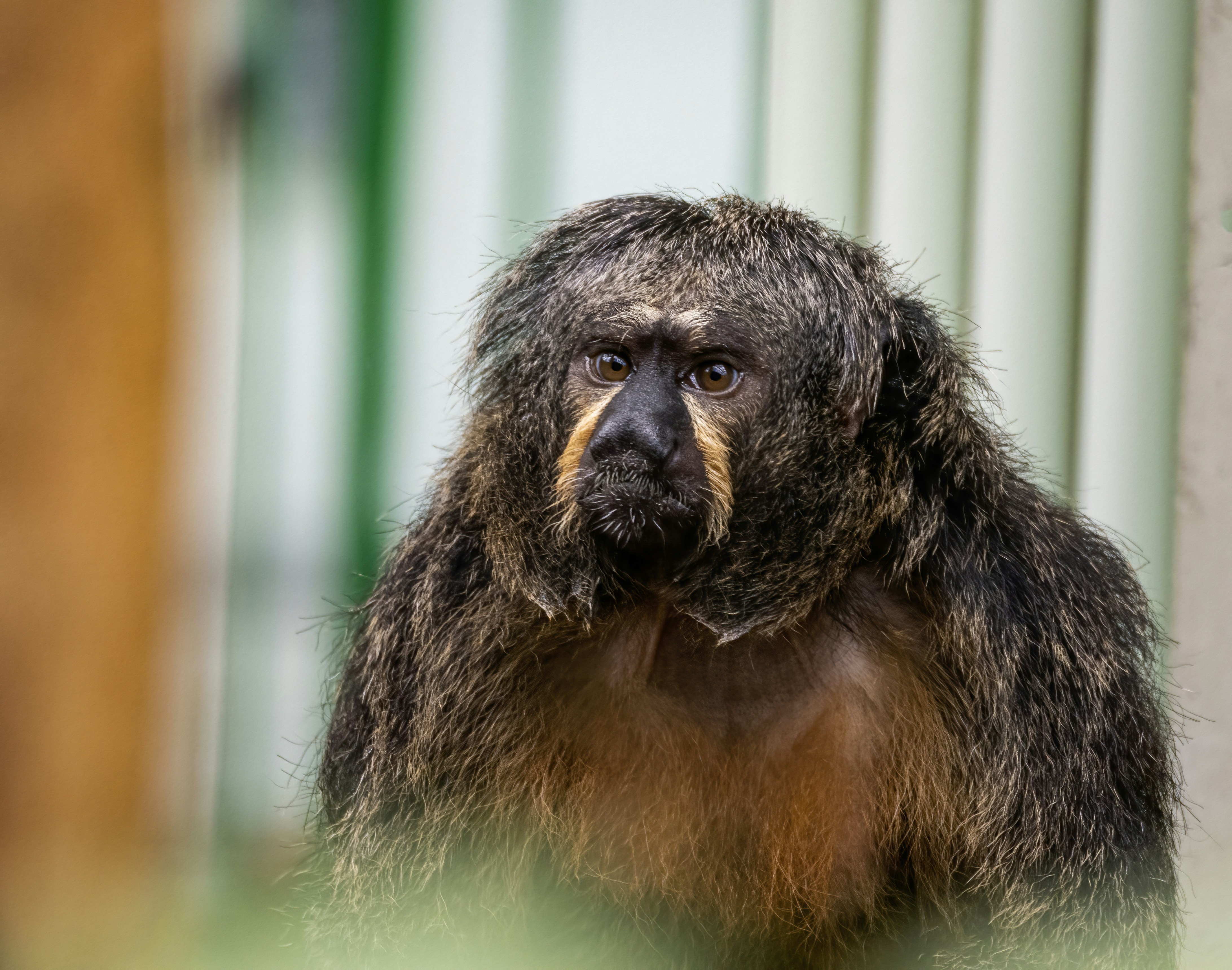 A close up of a monkey with a blurry background photo – Free Animal ...