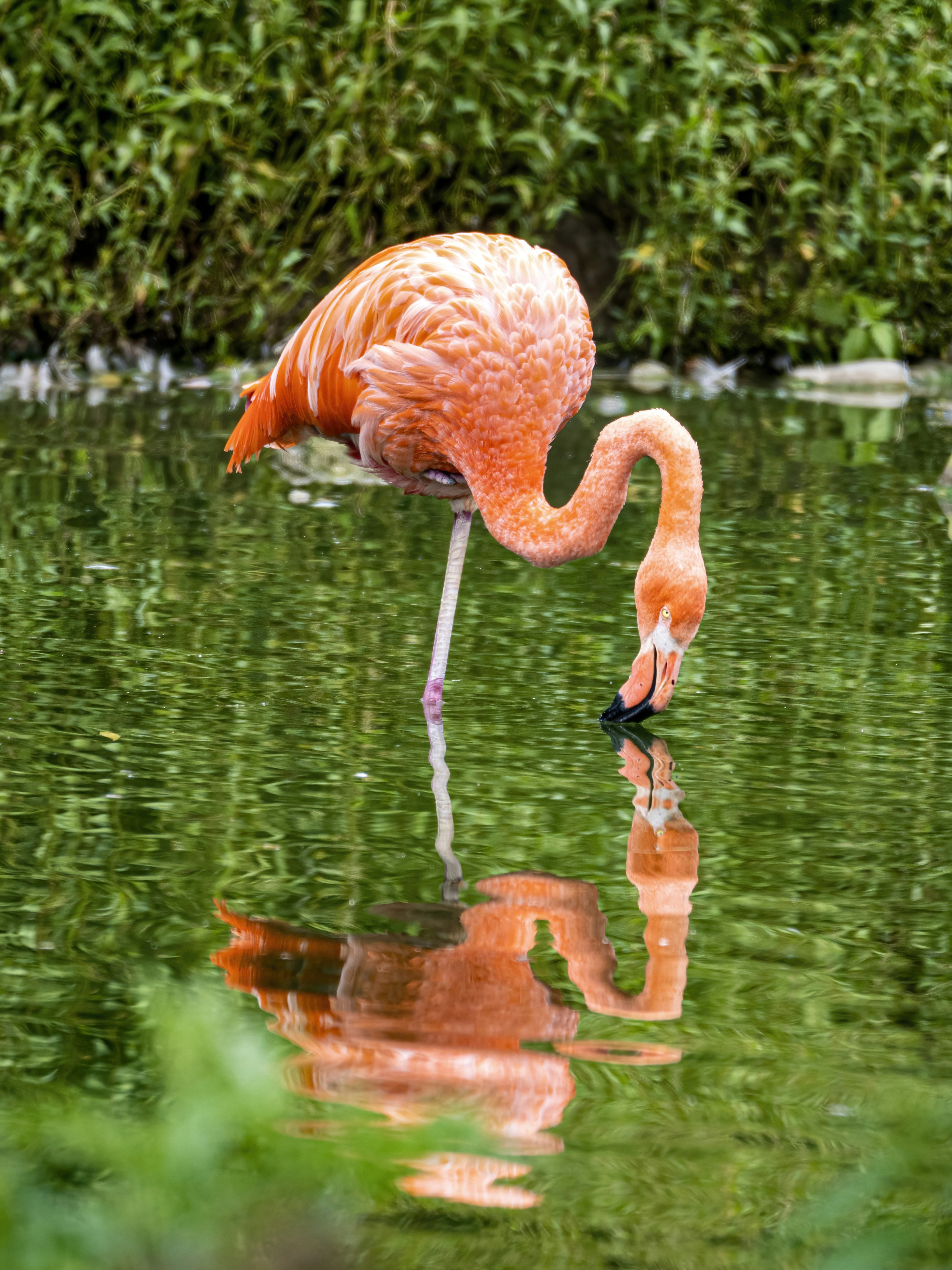 Un flamant rose debout dans un plan d’eau photo – Photo gratuite sur ...