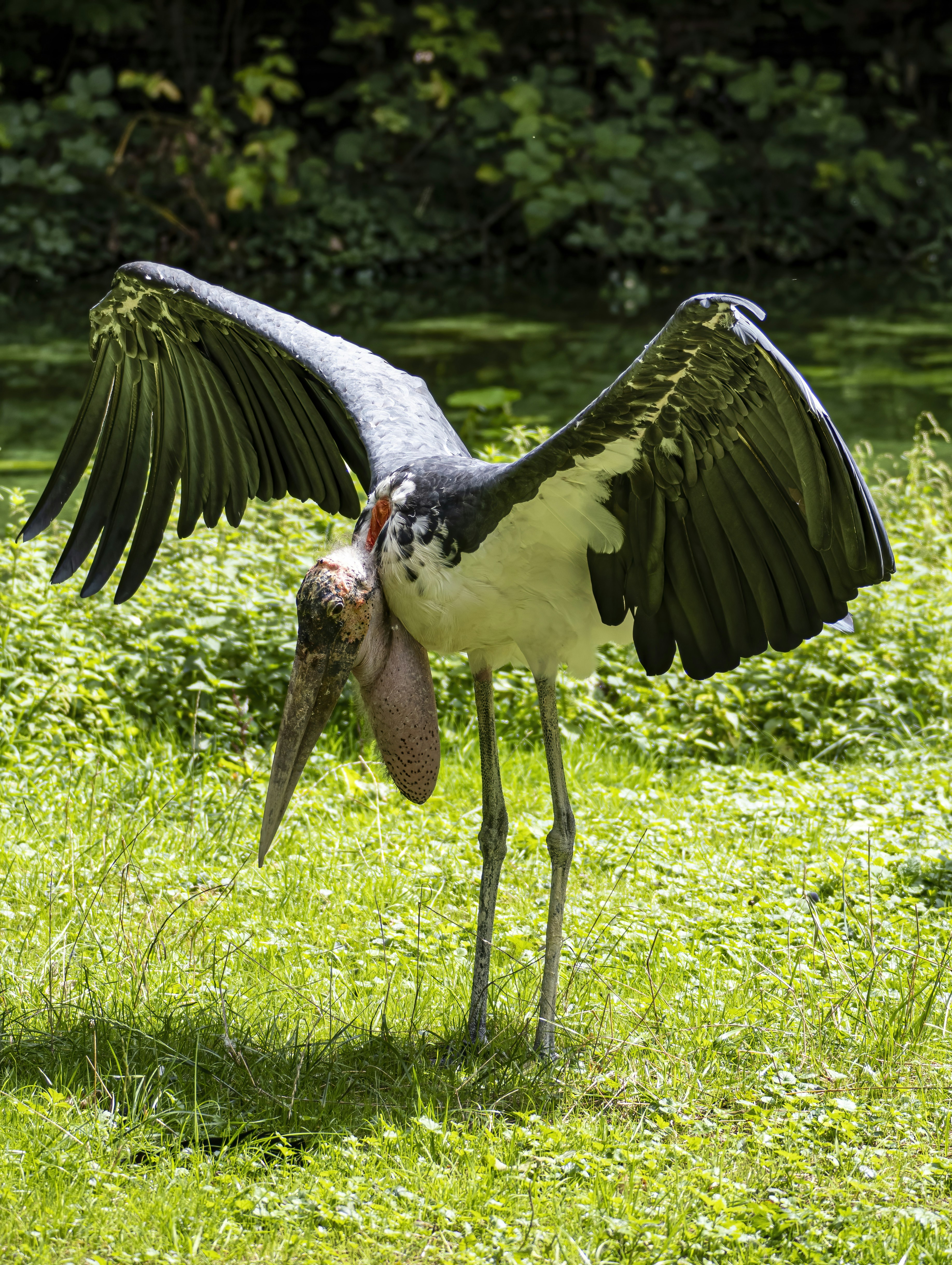 Marabou Stork Unfurls in a Sunlit Grassy Clearing