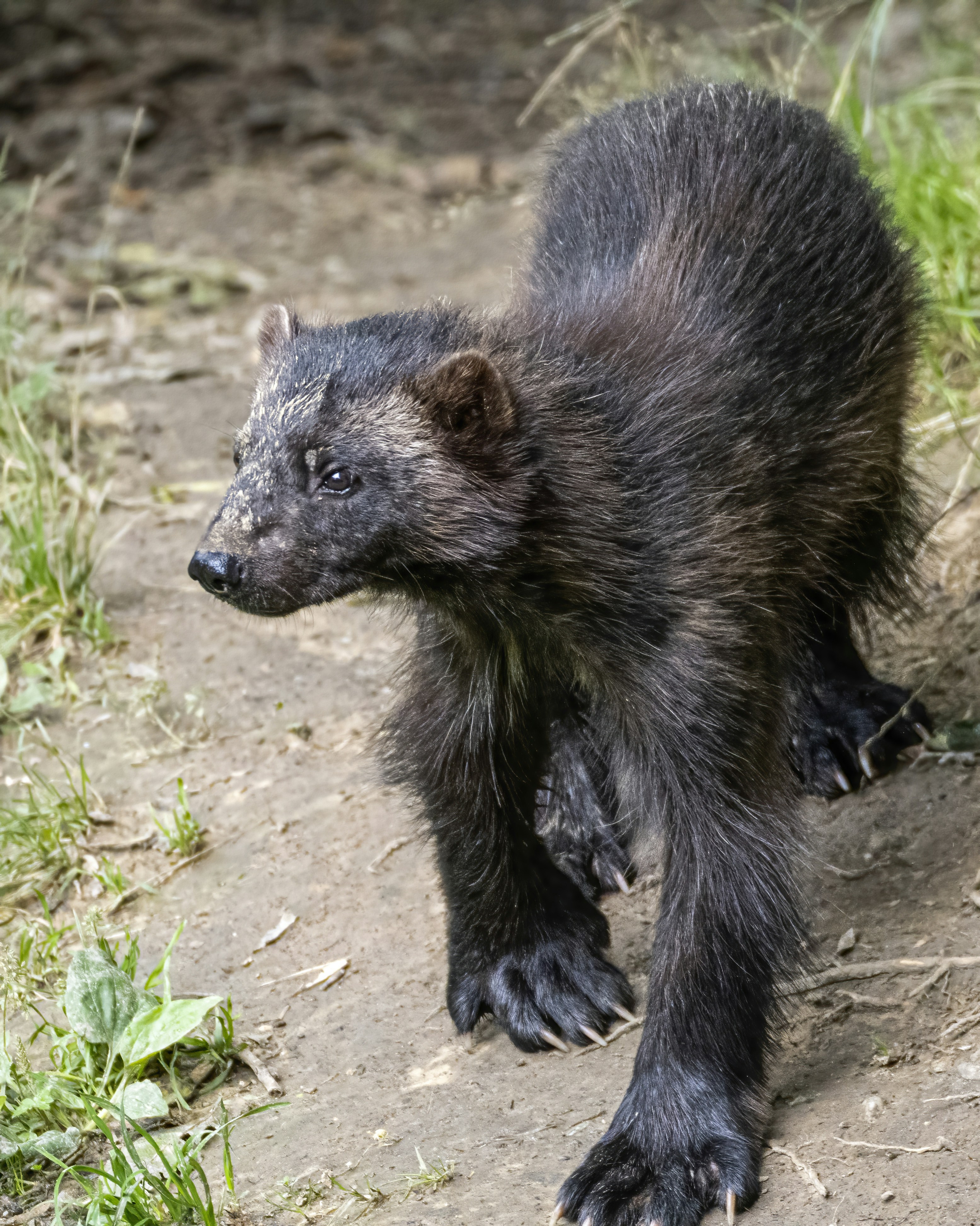 Wolverine cub on a muddy woodland path