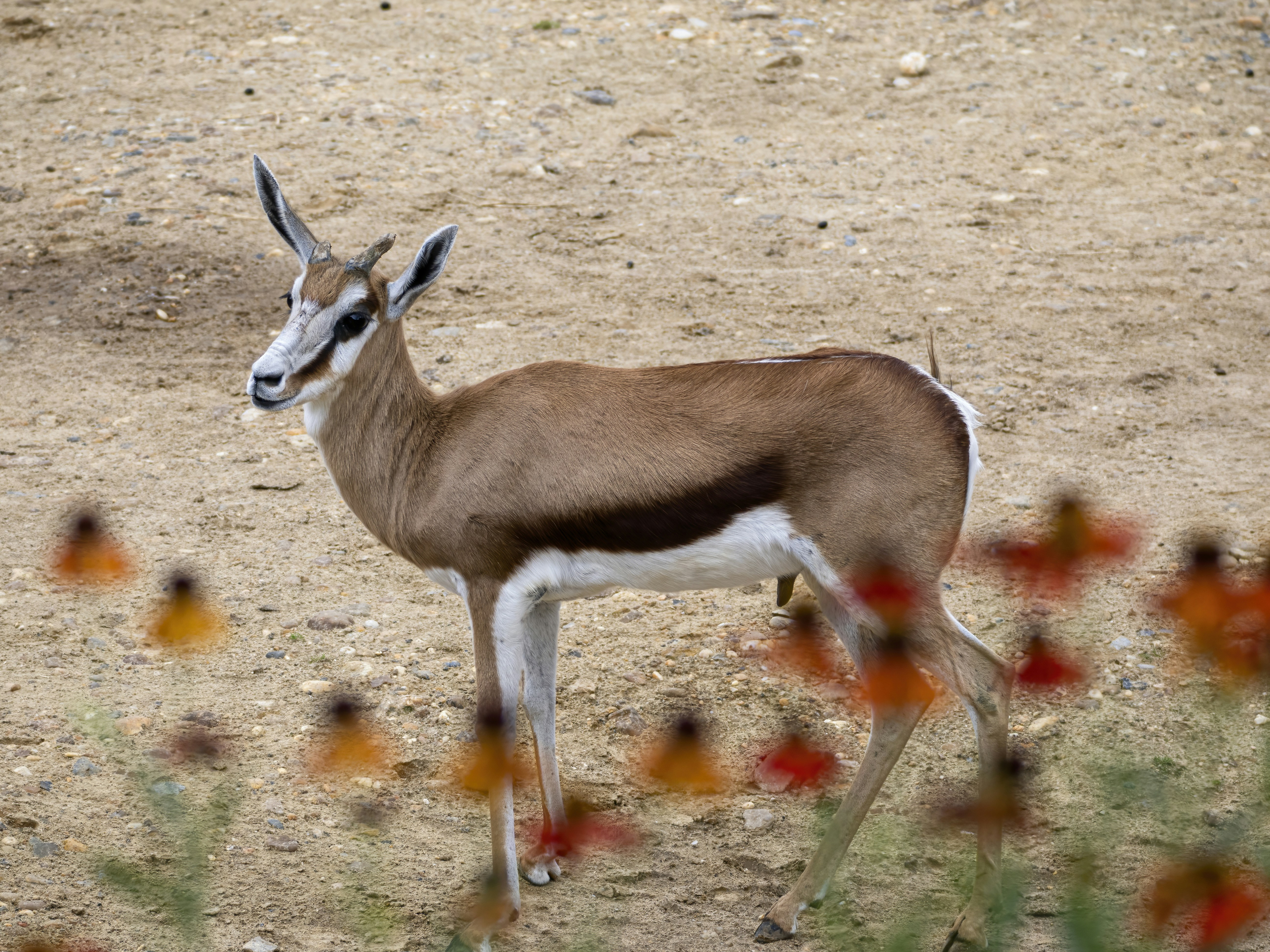 Photo by Marian Florinel Condruz with OM System OM-1