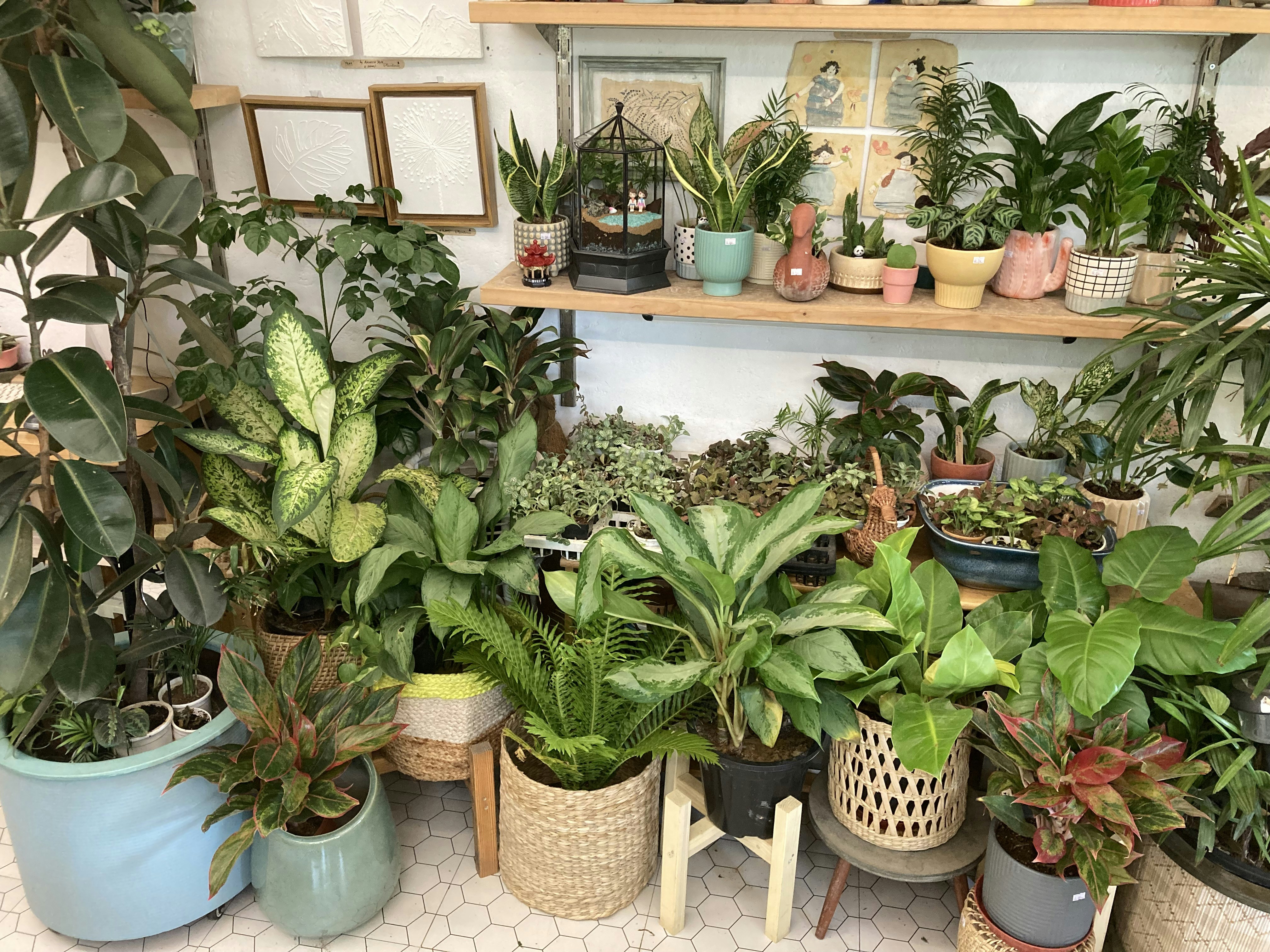 Verdant Shelfscape: A Sunlit Room of Pots and Foliage