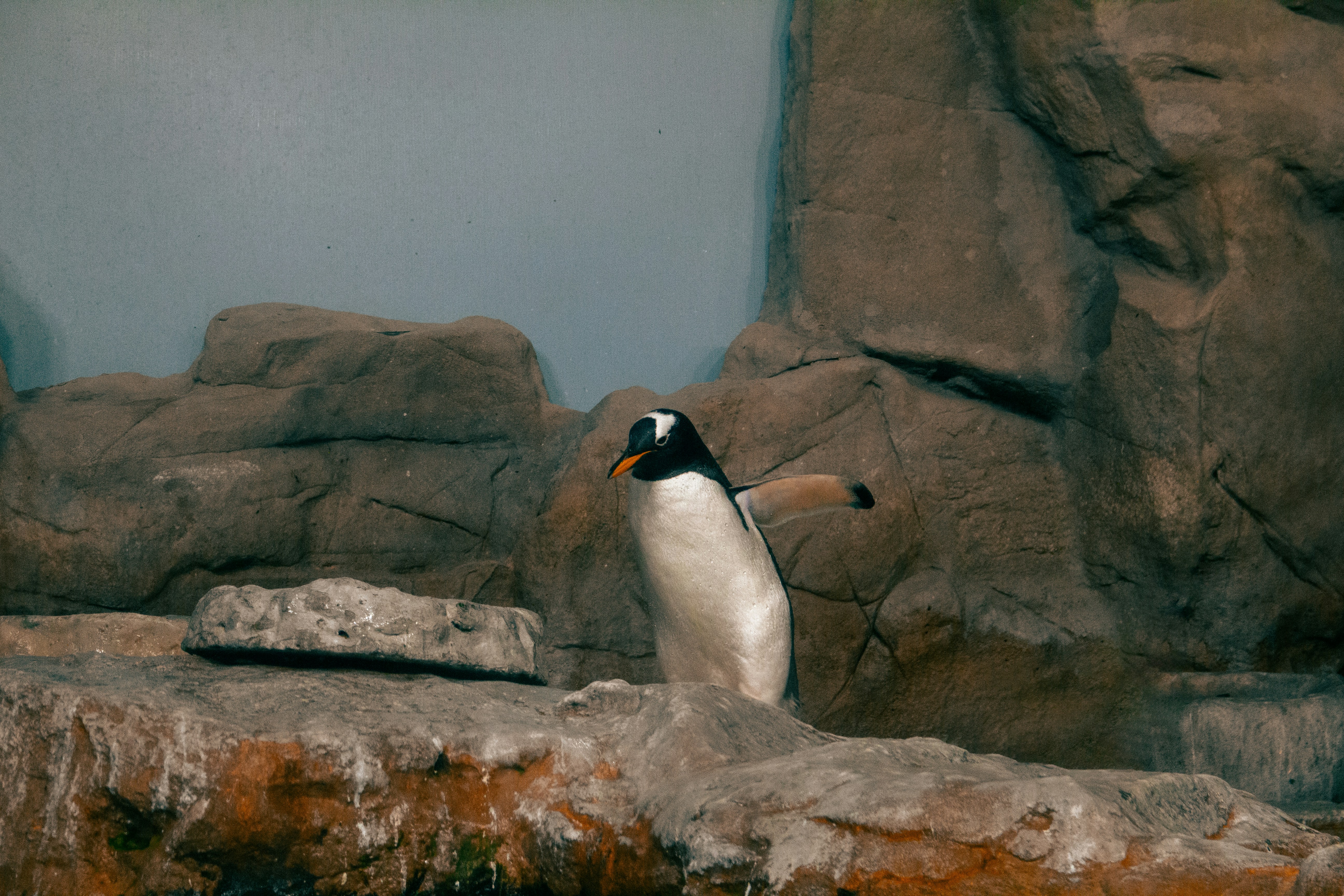 A penguin standing on a rock in a zoo photo – Free Acquario di genova ...