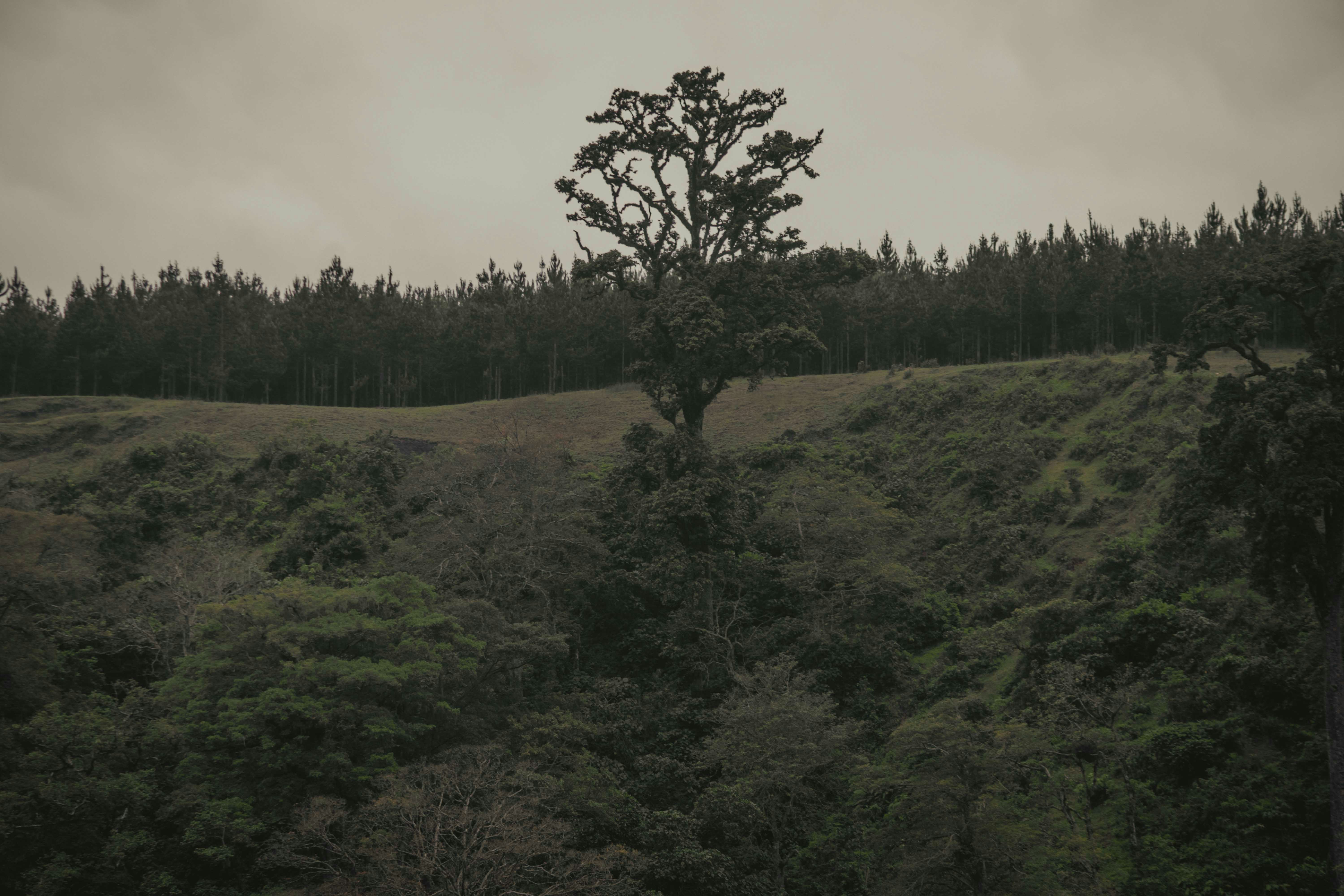 A lone tree in the middle of a forest photo – Free Land Image on Unsplash
