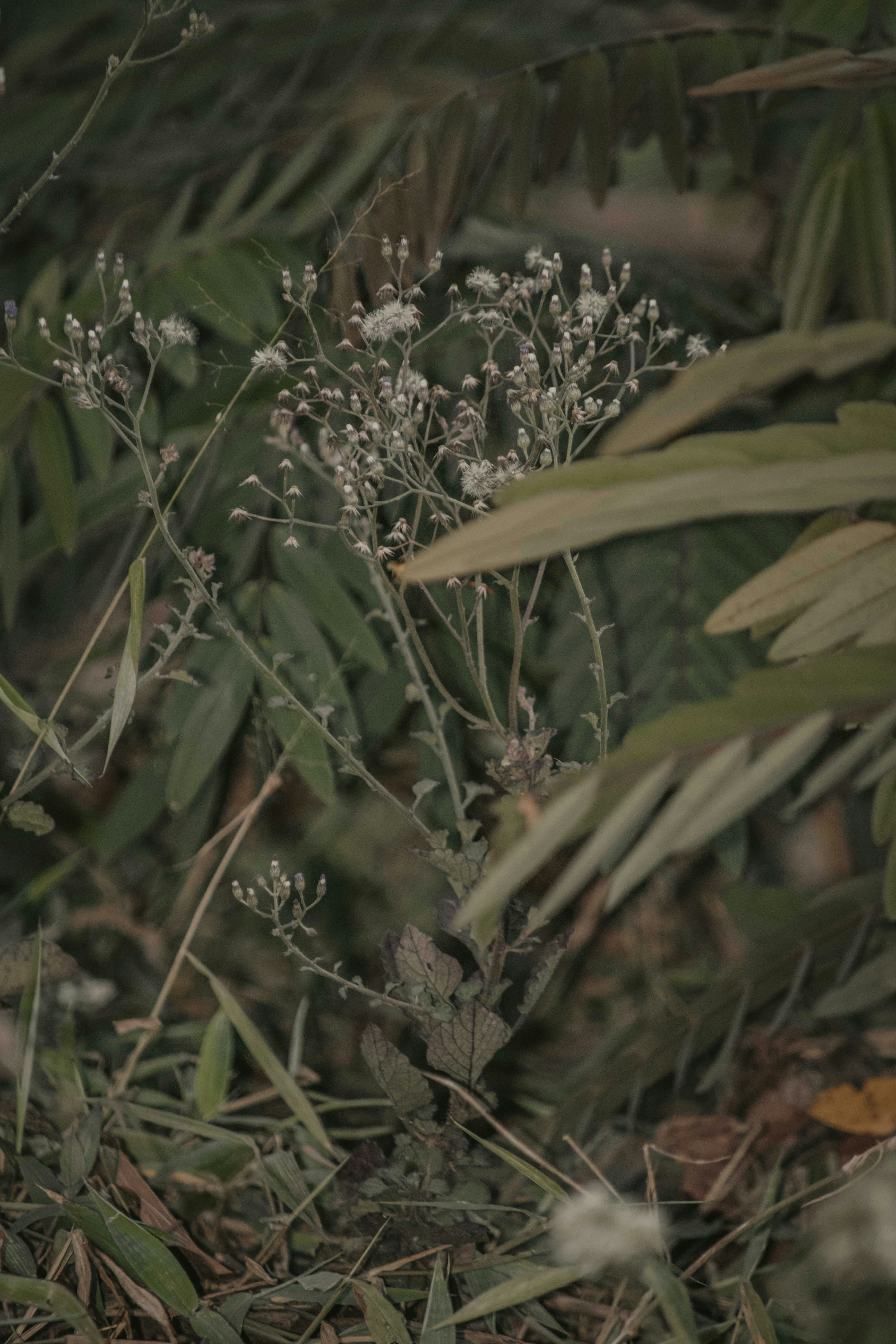 Whispers of Seed: Delicate White Clusters Hidden Among Dense Foliage