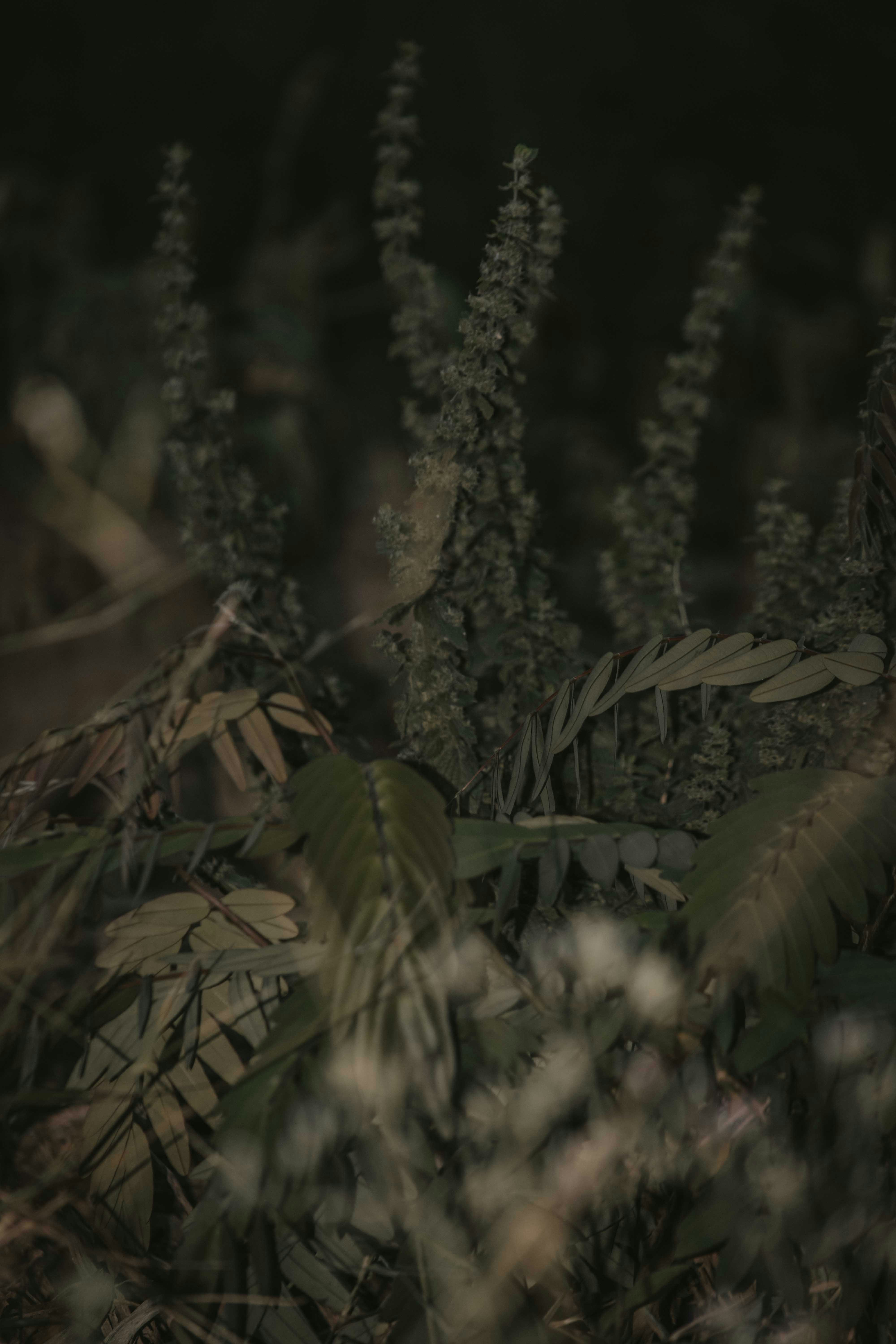 Moonlit Spires in the Forest Understory