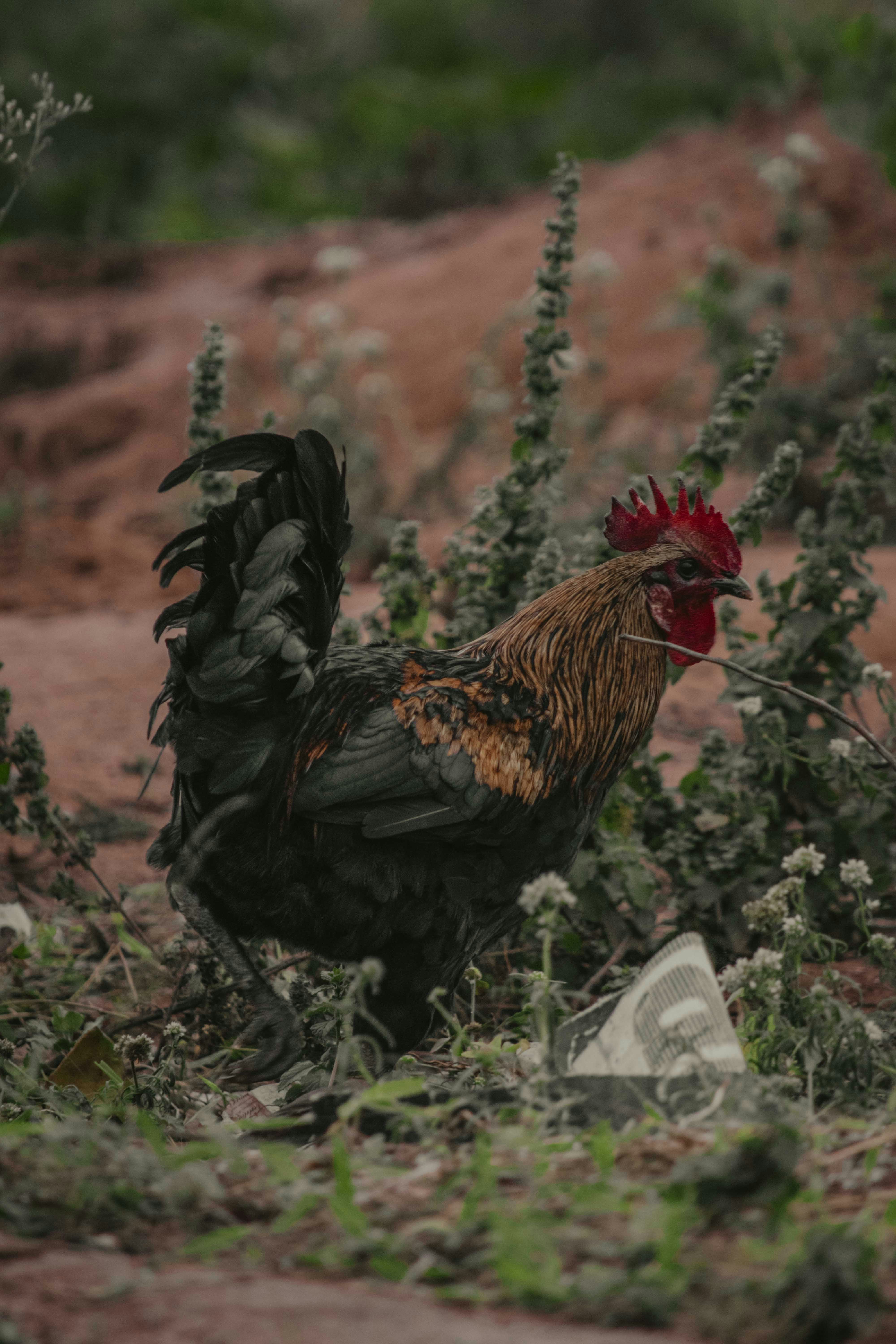 Rooster in Wild Patch: A Close-Quarters Moment