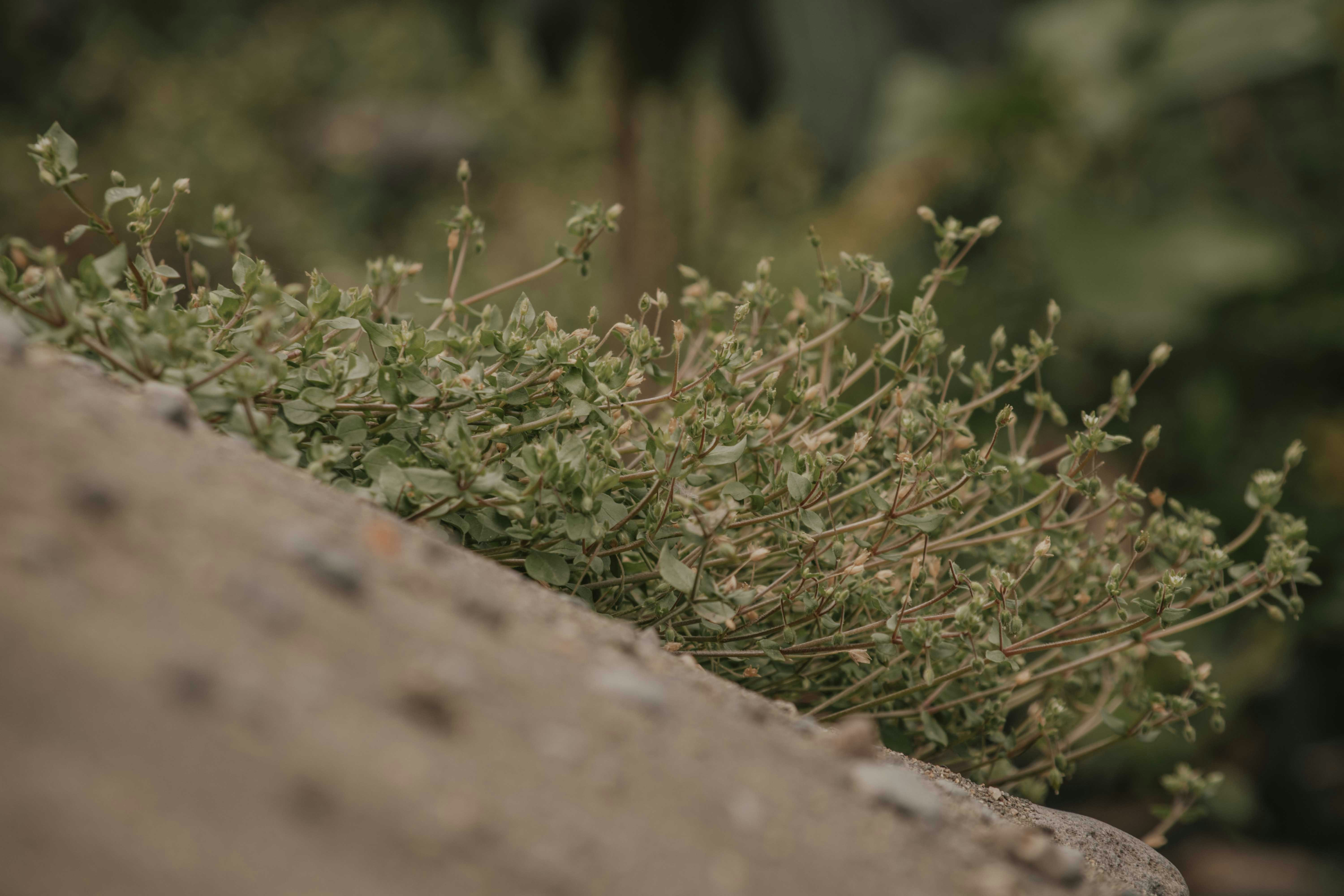 Creeping Twiglets: A Quiet Edge of Sand and Green
