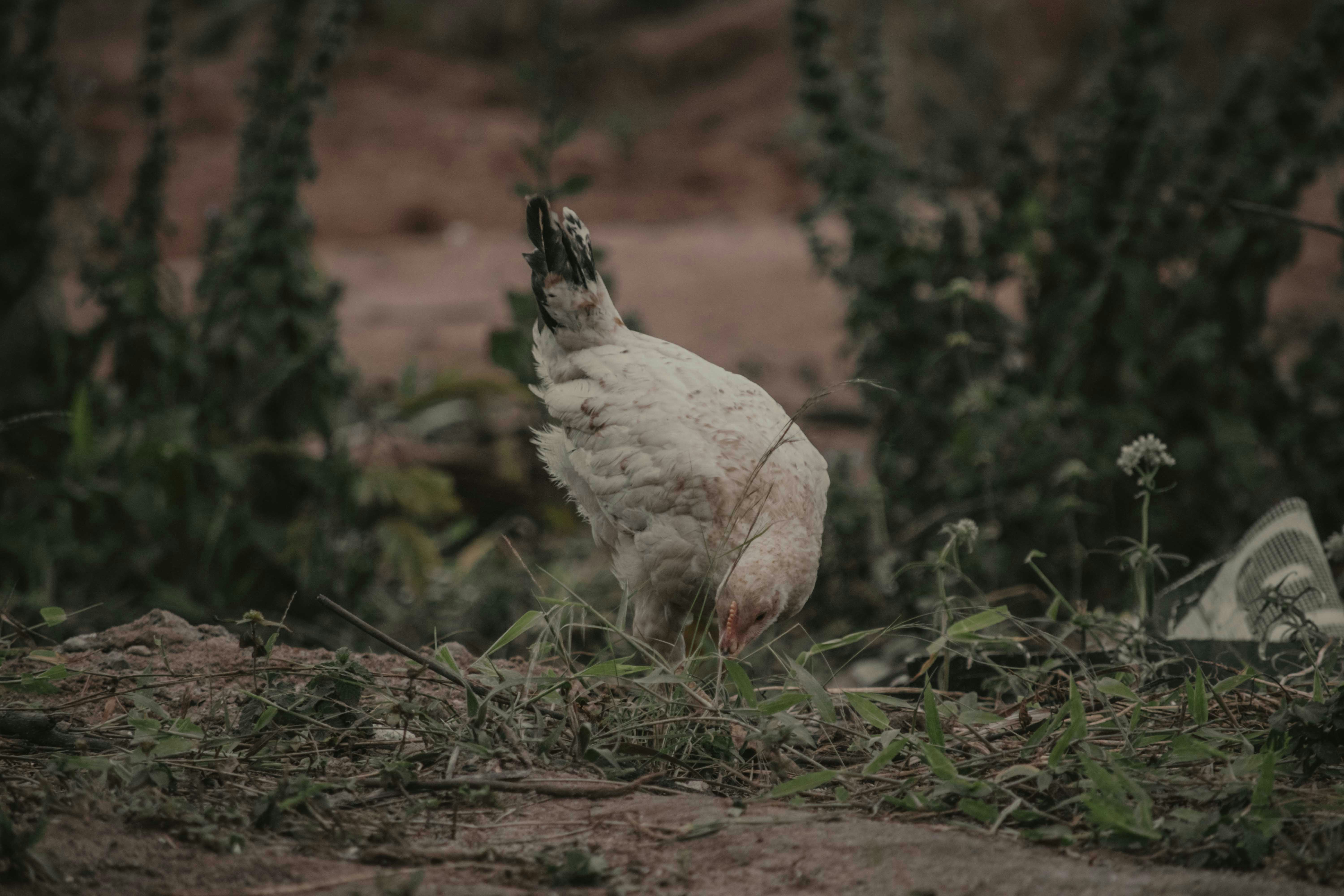 Dusk-Foraging: A White Hen in a Shadowed Yard