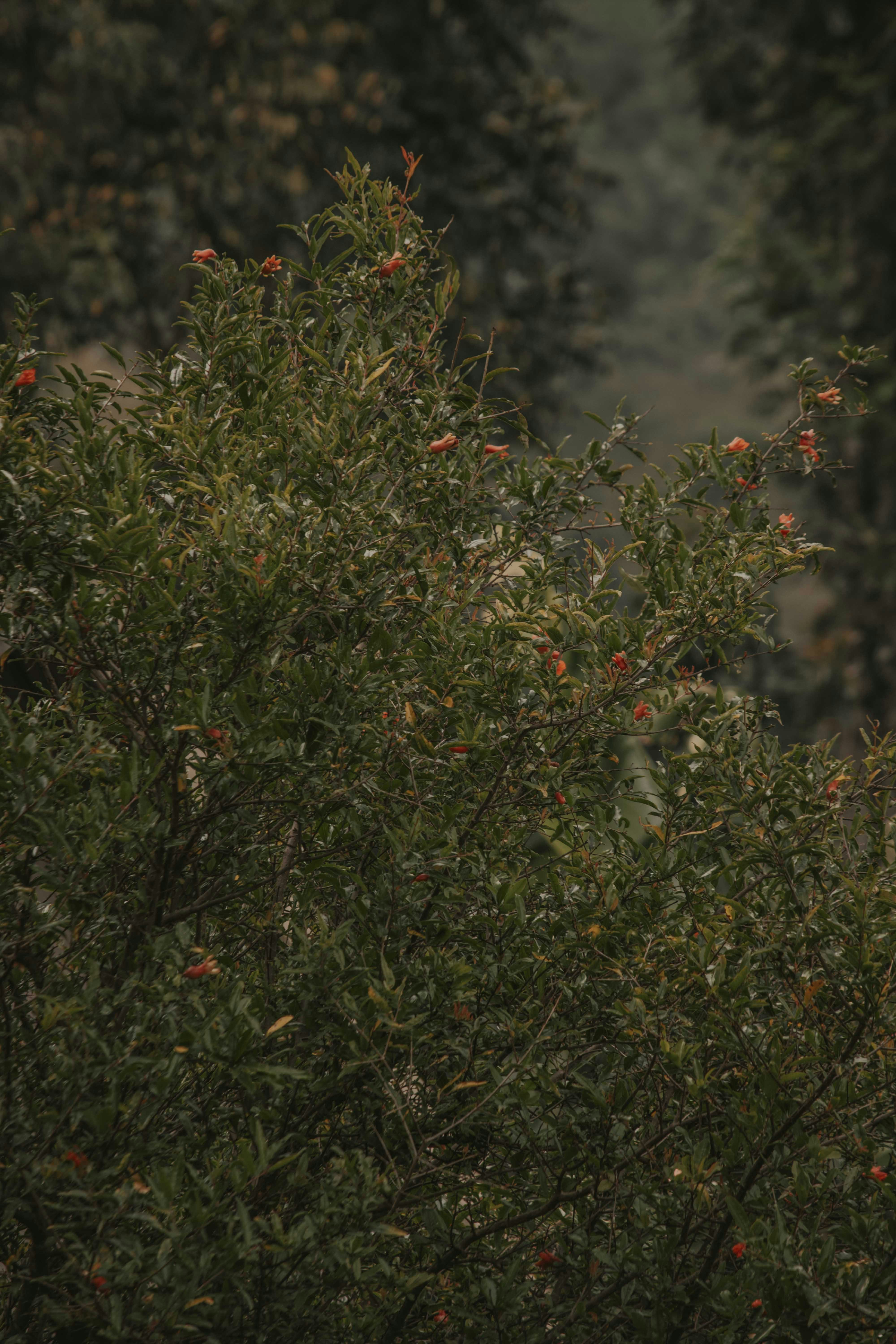 Scarlet Berries in Shadowed Understory
