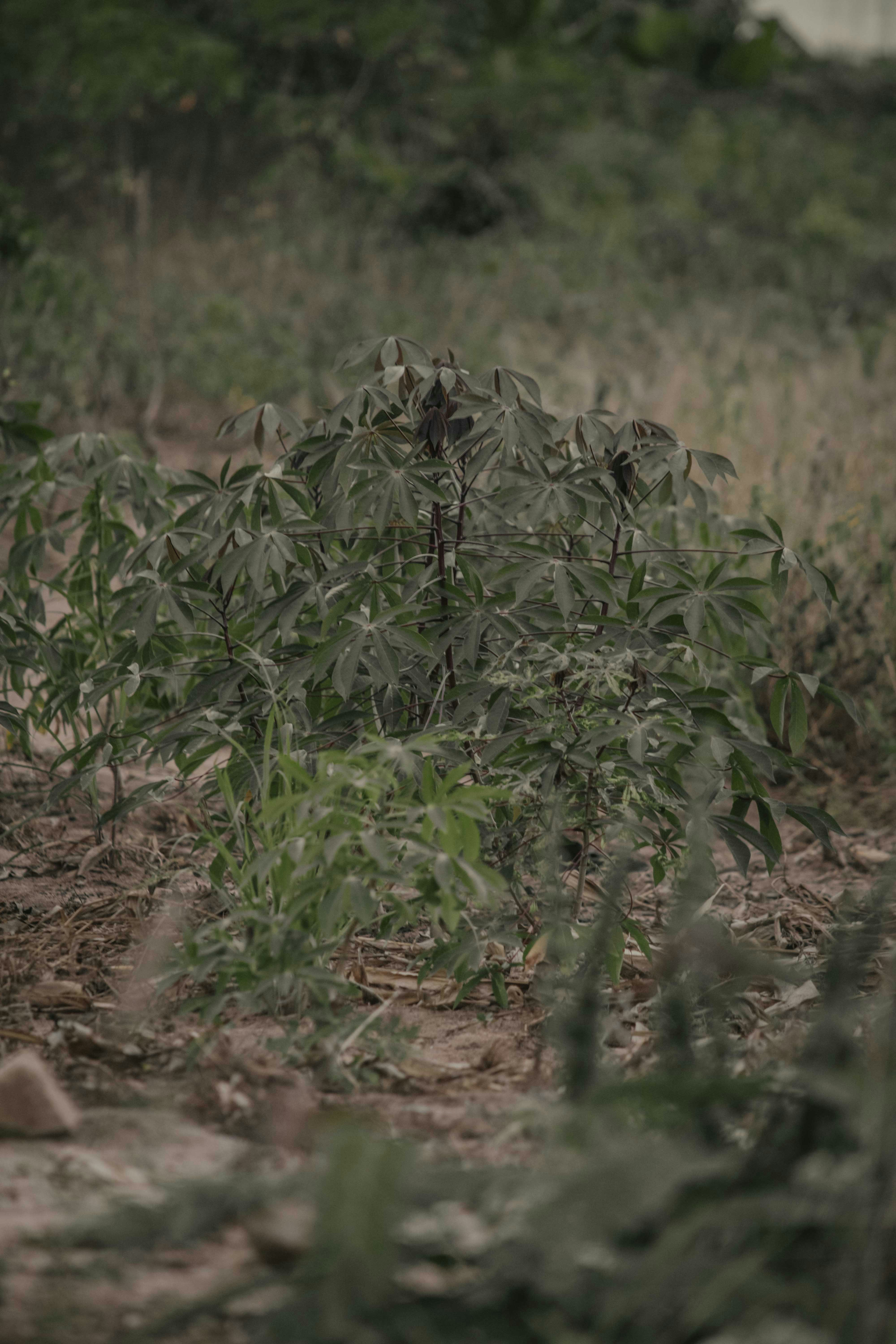 The Quiet Palmate Sapling Stands Centered in a Fallow Field