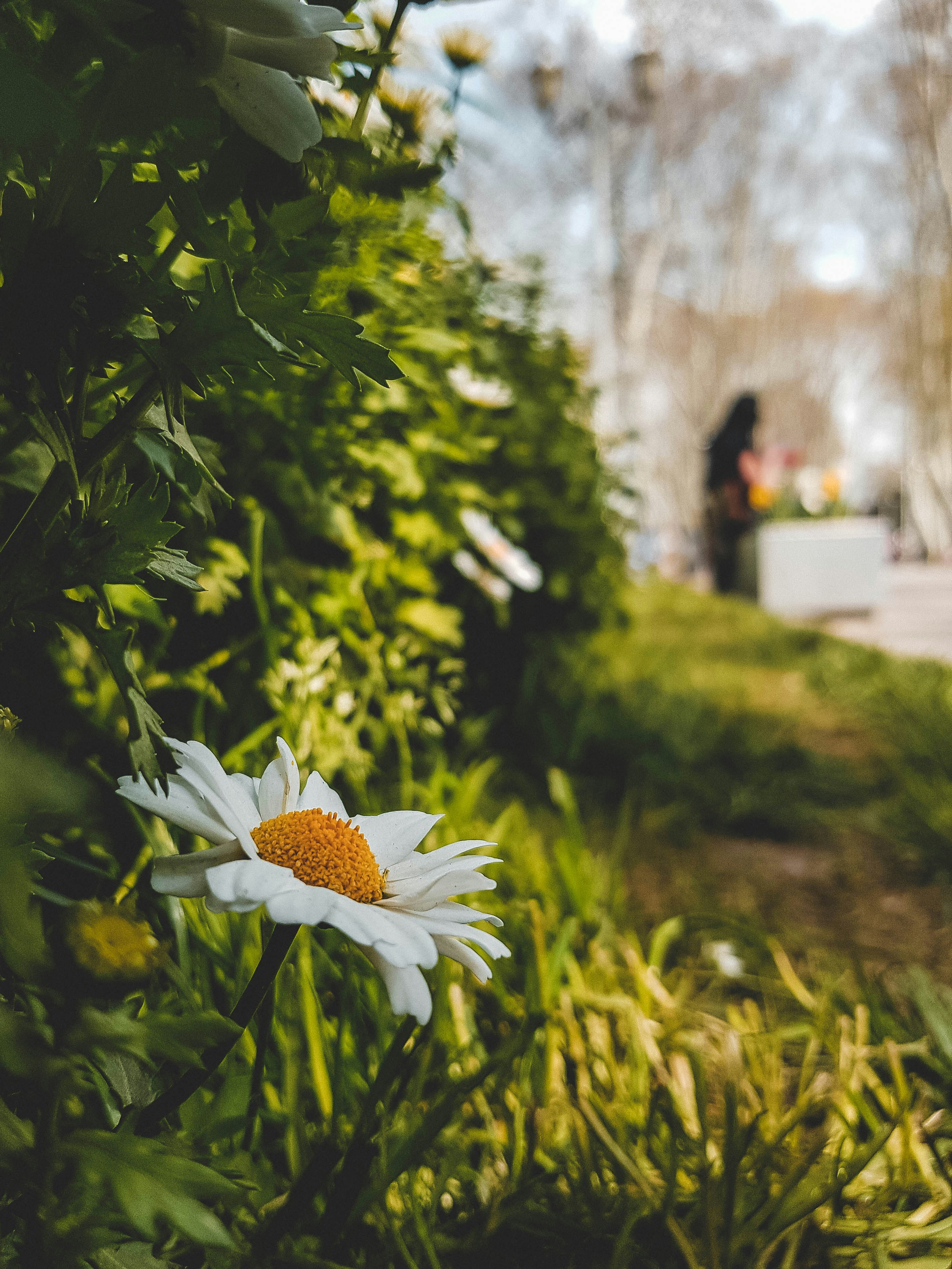 Daisy in a Quiet Hedge: A Pop of White Against SummerGreen