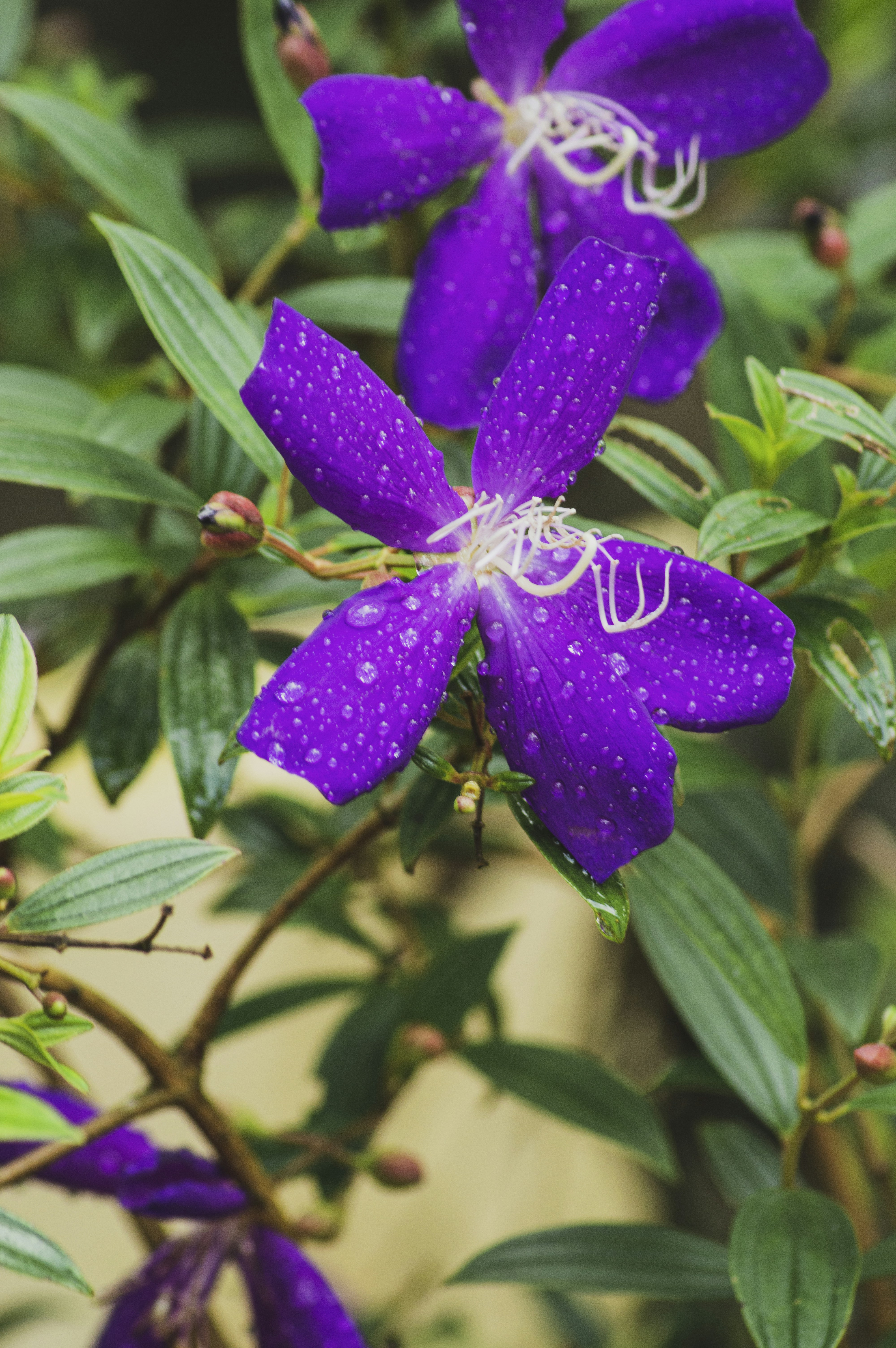 Close-up of a dew-speckled purple Tibouchina bloom with surrounding green leaves; highlights velvety petals and delicate white stamens. The photo emphasizes texture and color against a soft background.