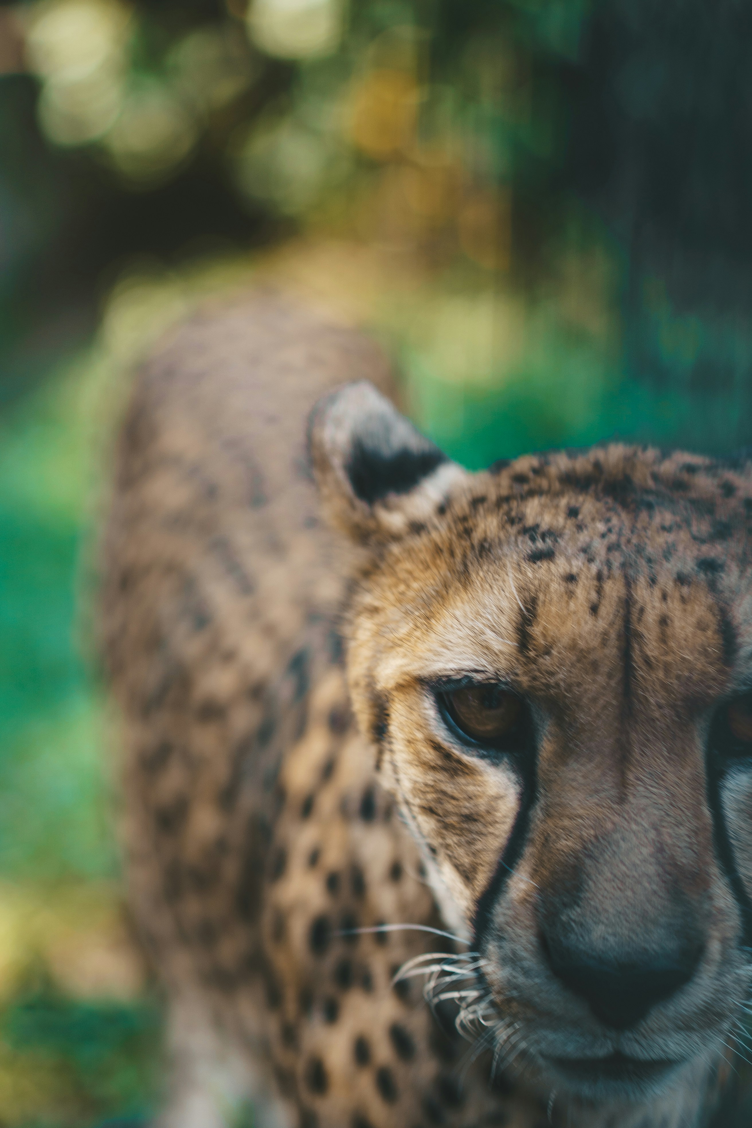 Glimpse of Focus: A Cheetah's Eye Amid Velvet Bokeh