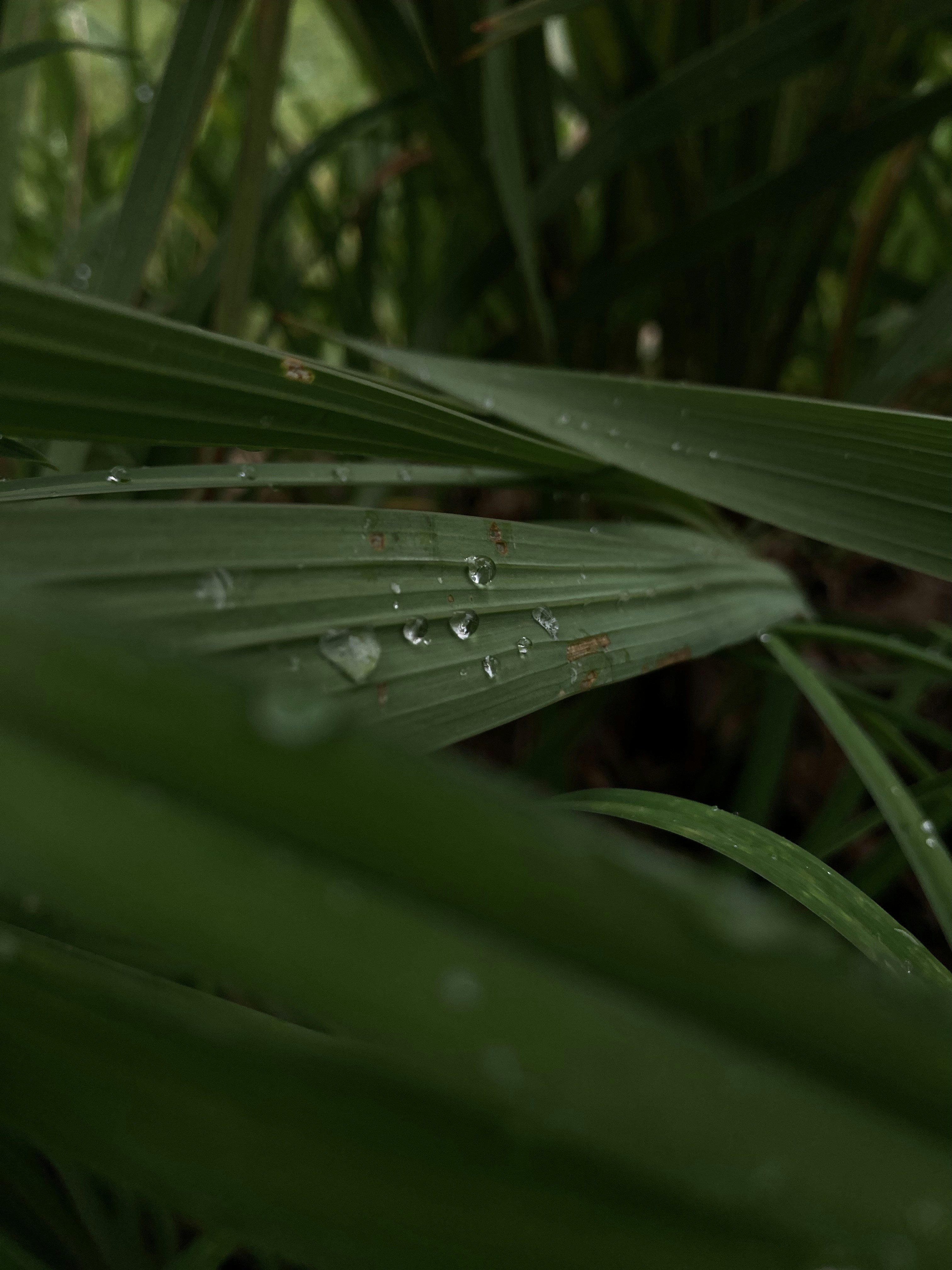 Dew Drops on a Green Blade: Macro Quiet in a Shadowed Foliage