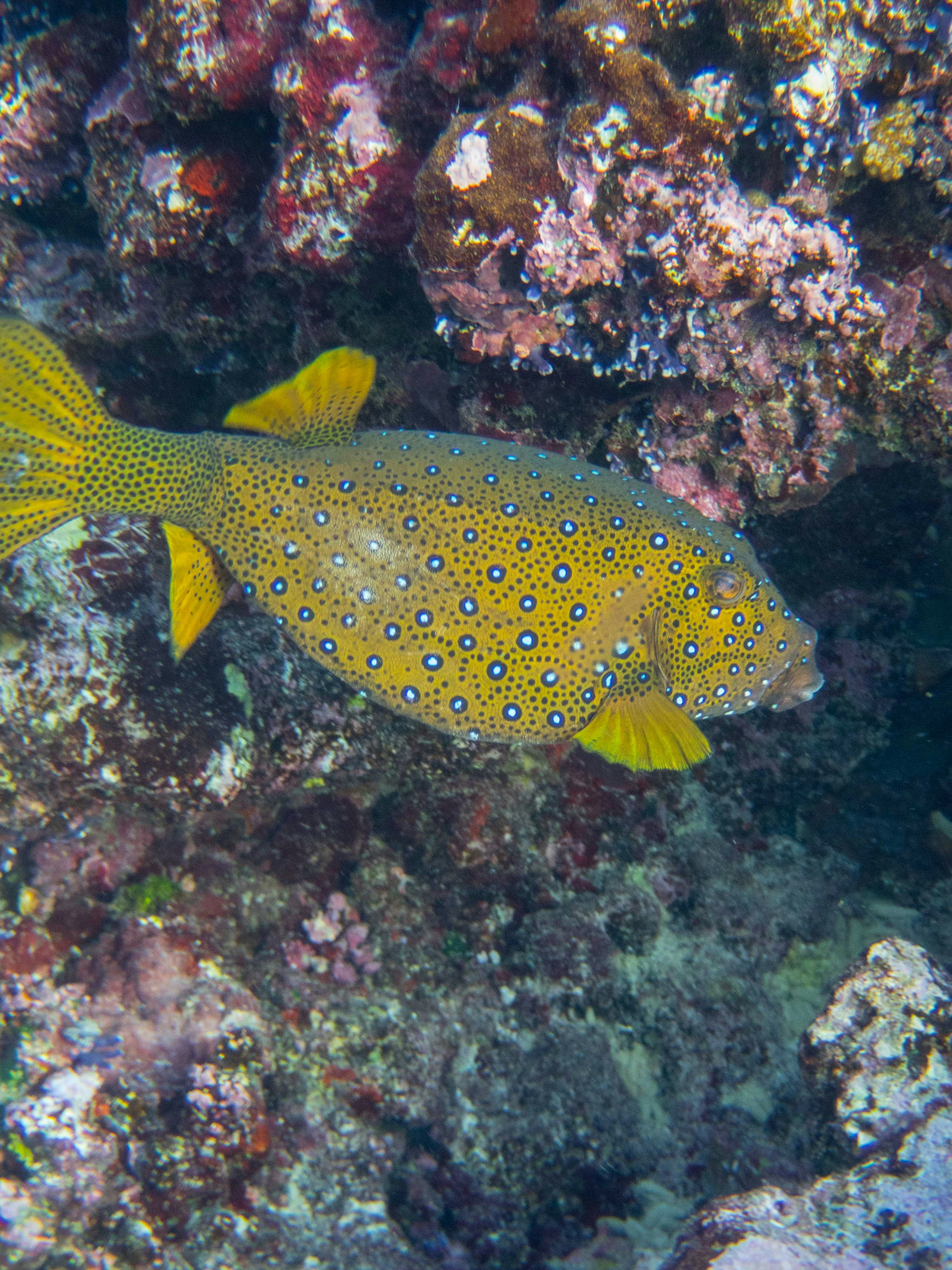 A yellow and black fish on a coral reef photo – Free Animal Image on ...