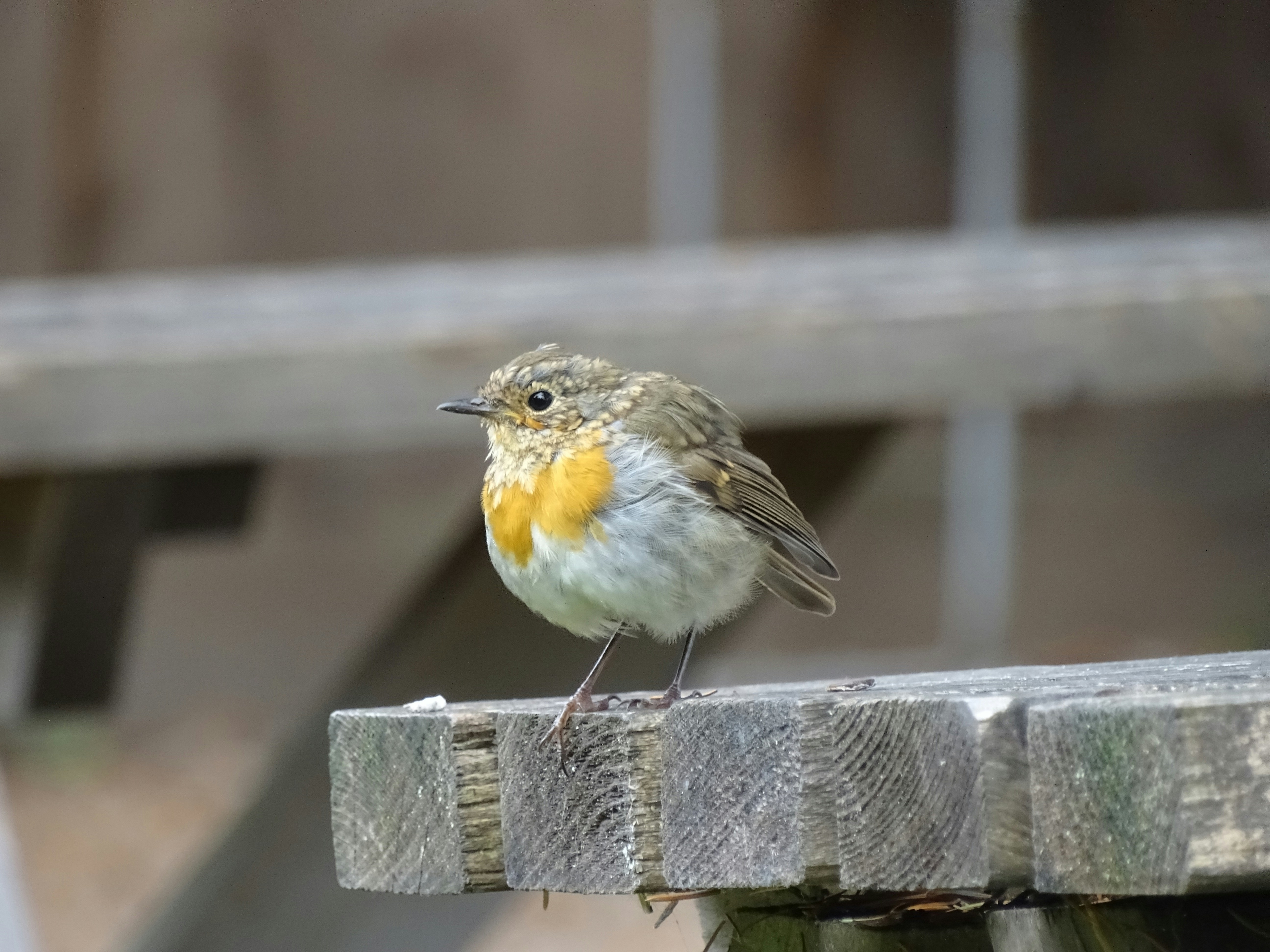 Fledgling robin that came to visit while I was on a walk around Cowal
