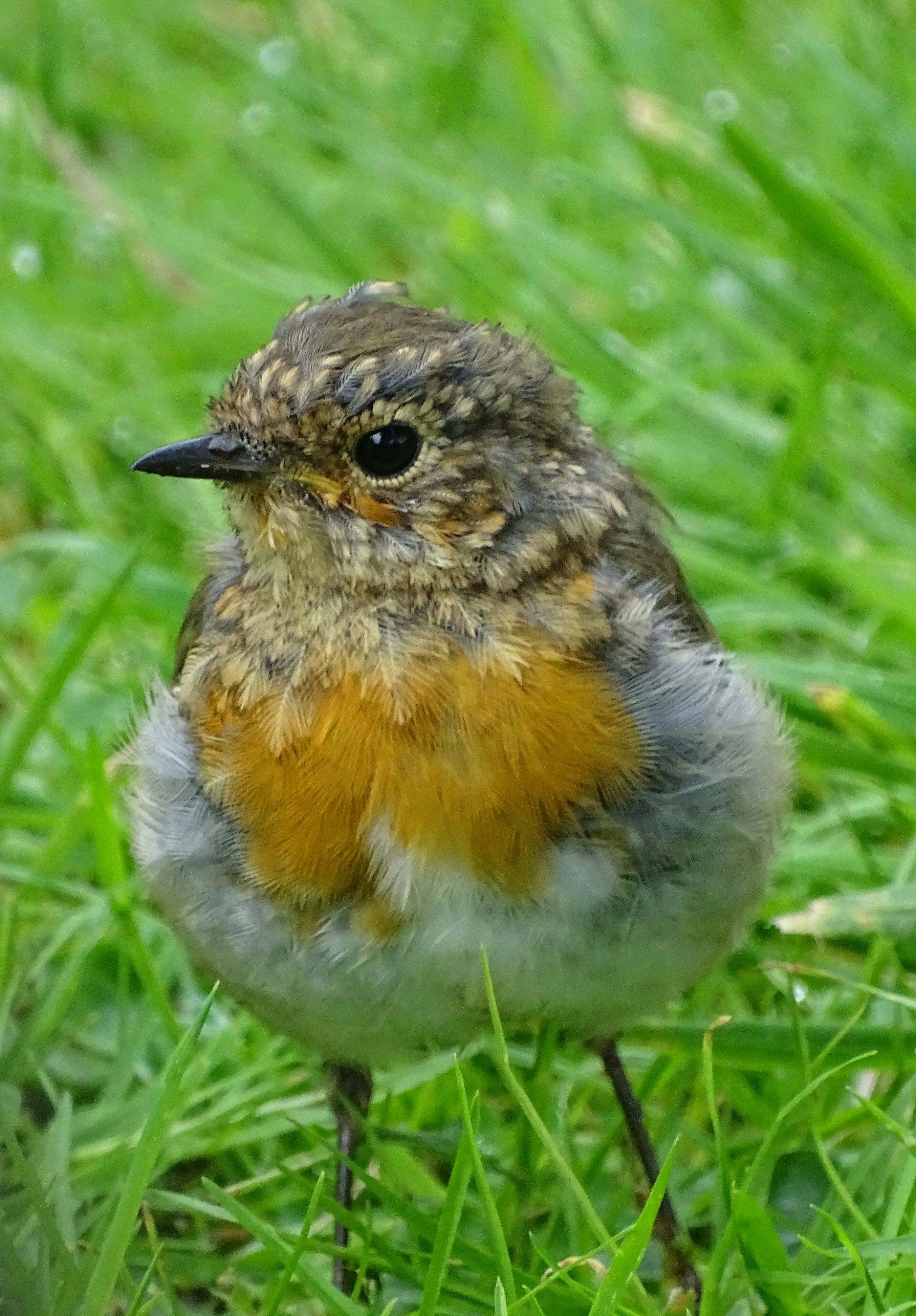 A small bird standing on top of a lush green field photo – Free Bird ...