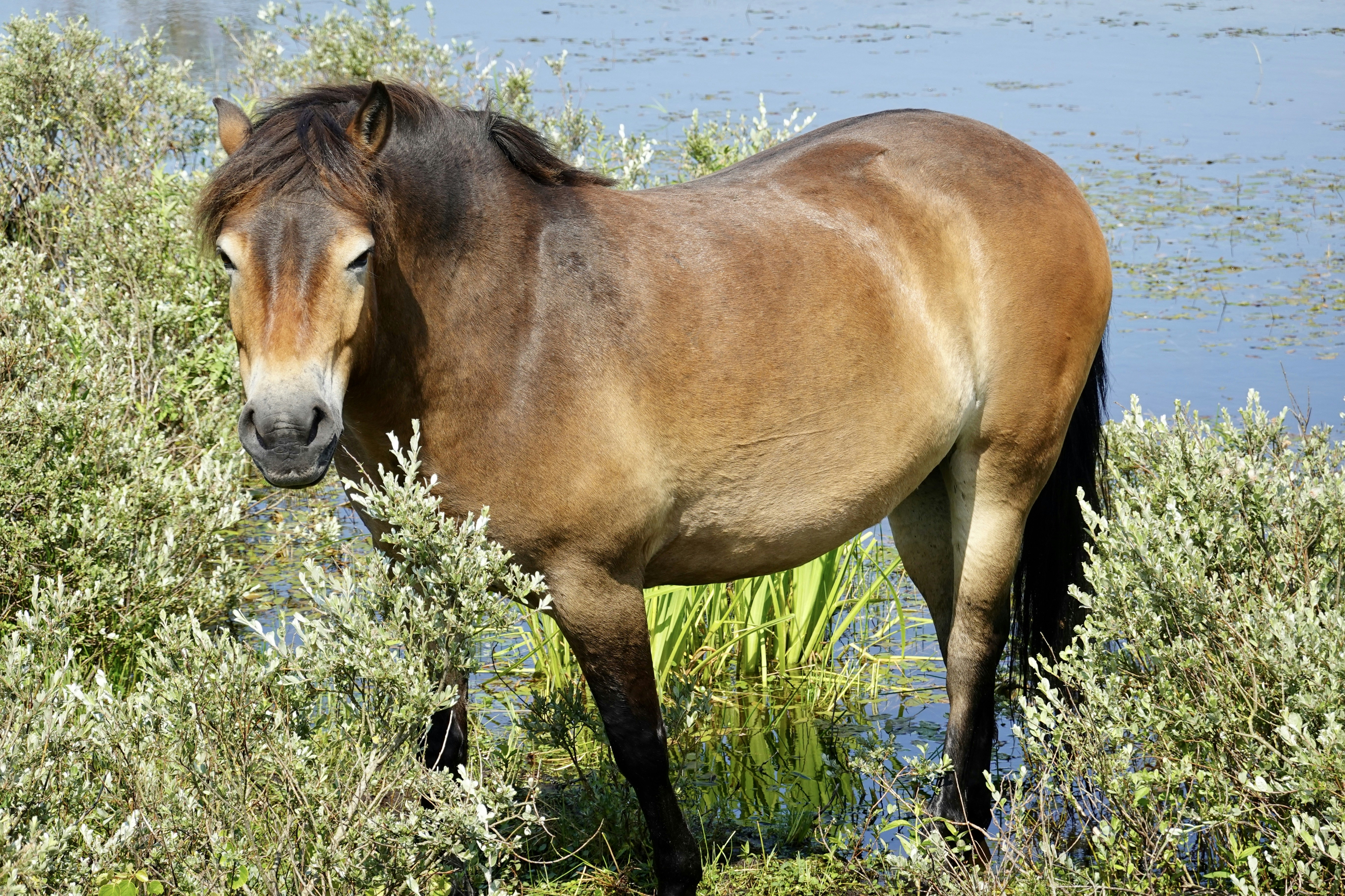 An Exmoor pony stallion stepping out of the shallow lake in the dunes after eating from aquatic plants.