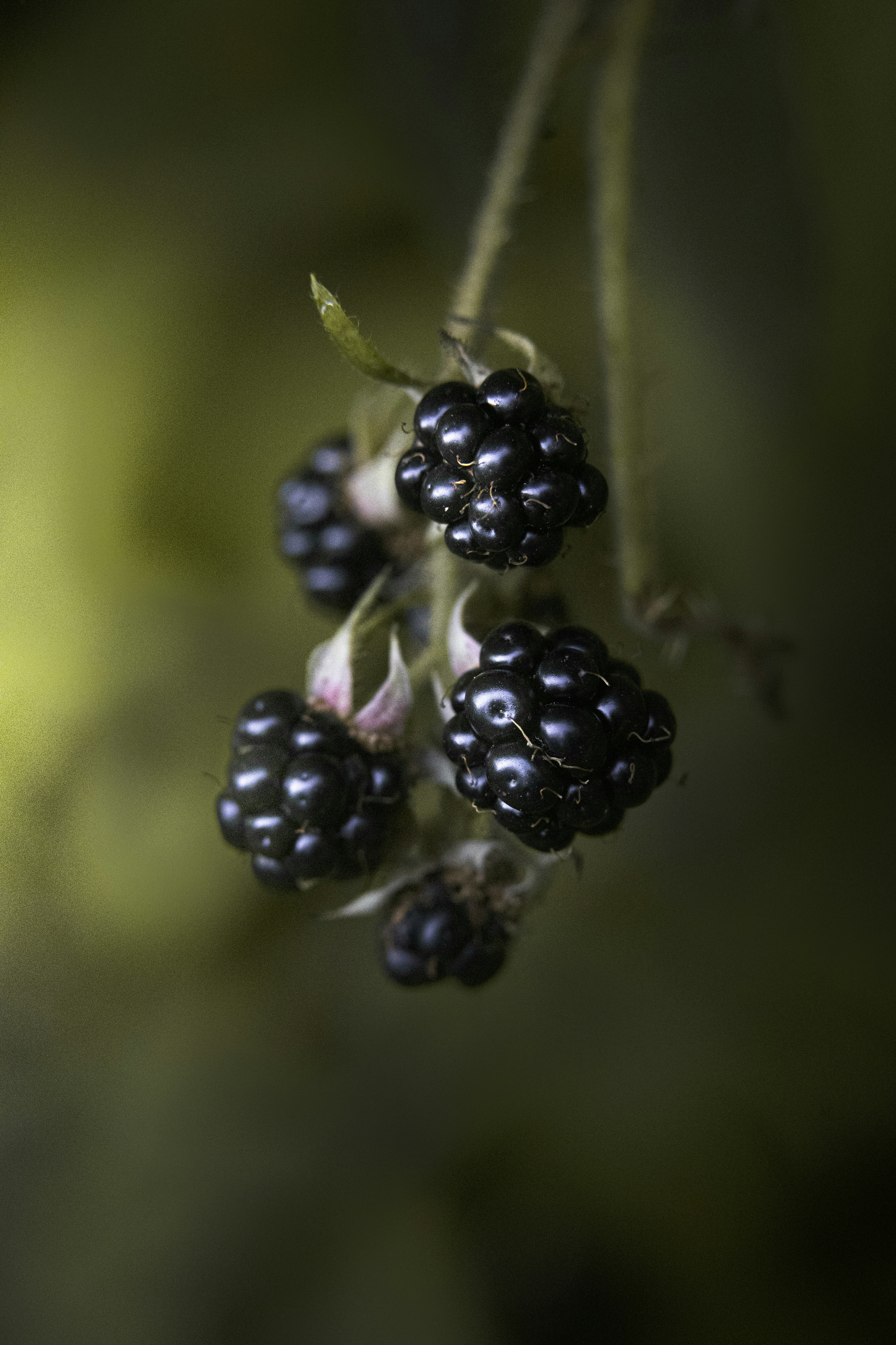 Dark Berries in Velvet Focus: A Macro Portrait of Close-Up Texture