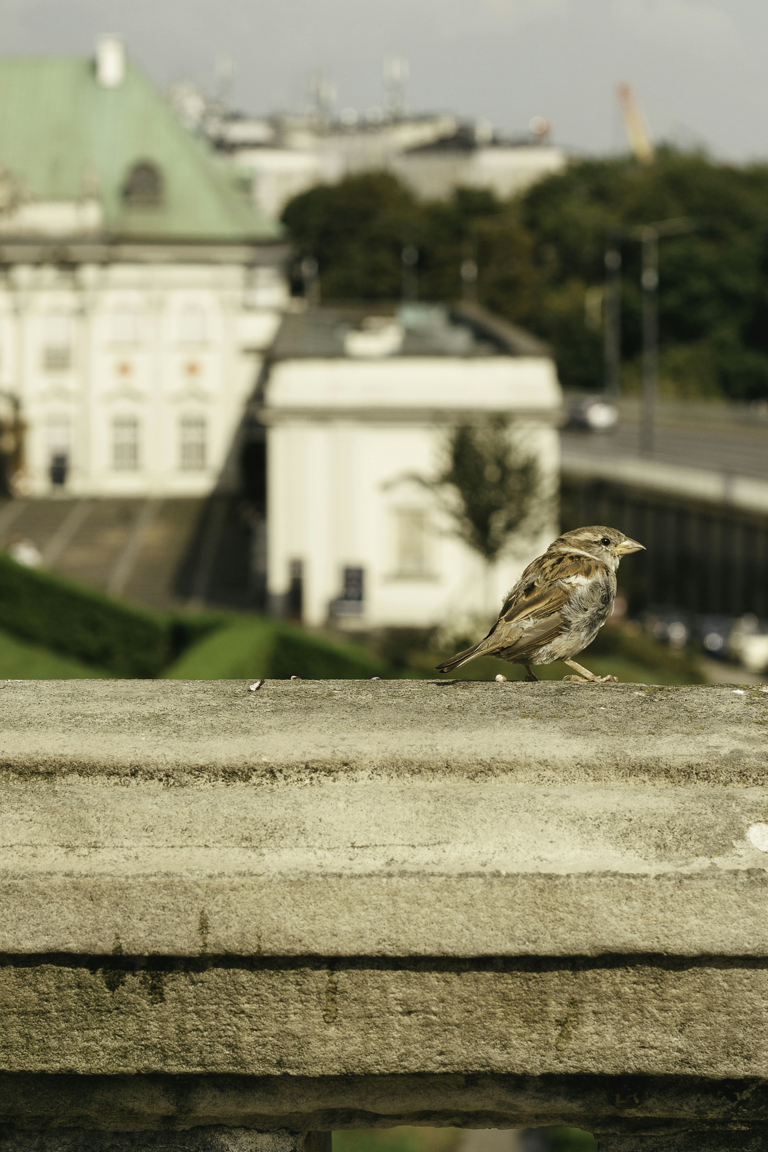 Stone-faced Dawn: A Sparrow Poised on the City Wall