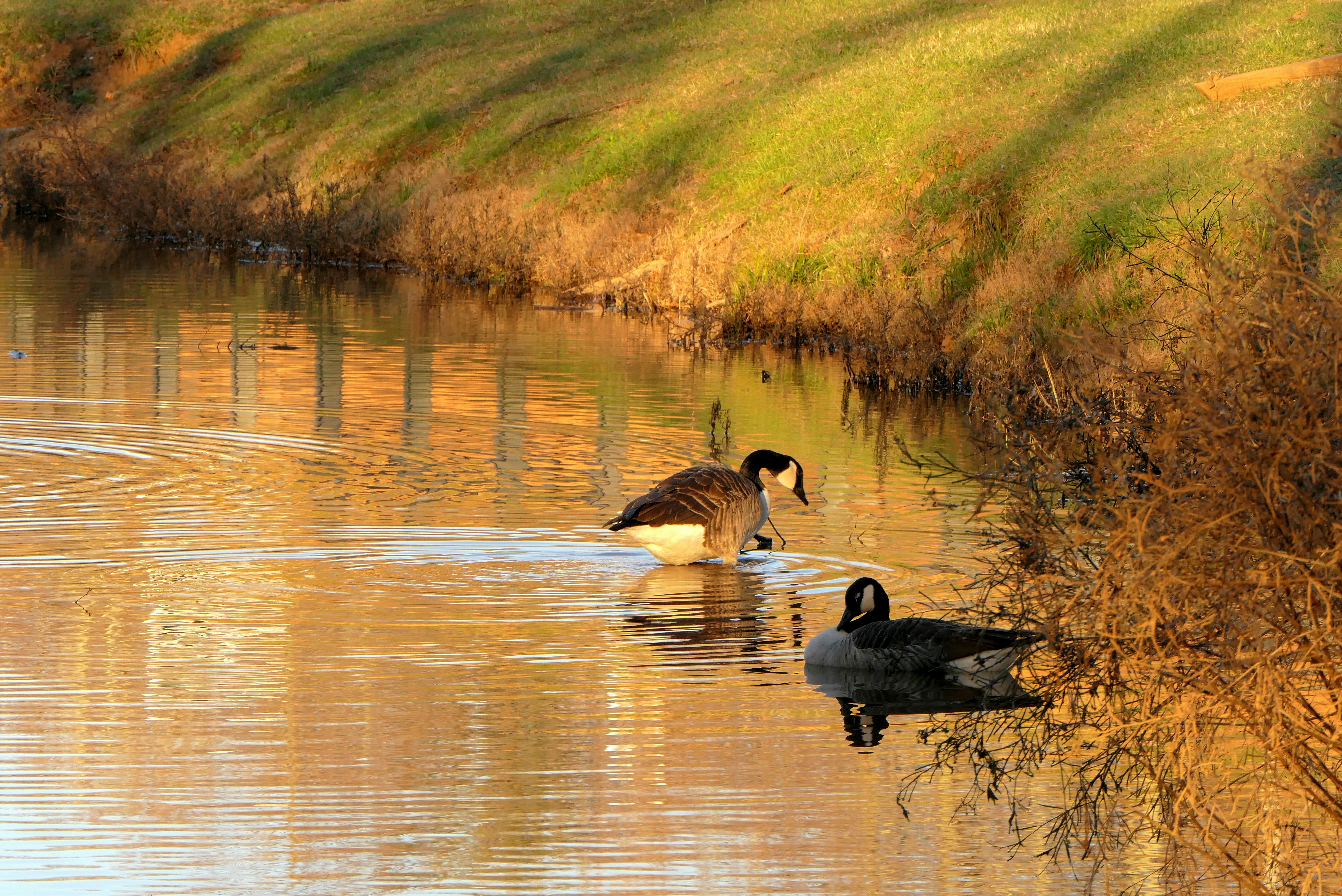 sunset reflection of geese on edge of lake