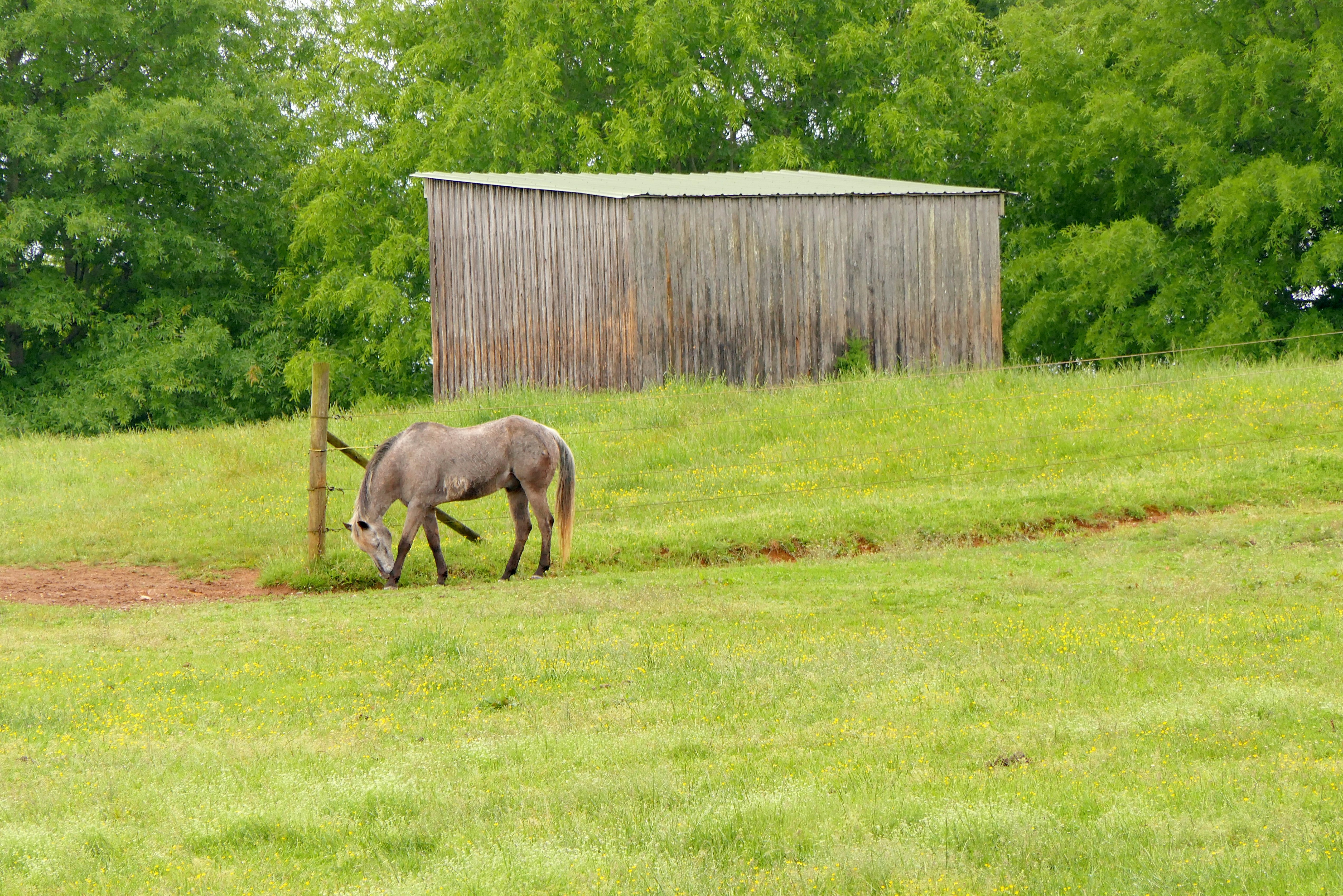 rural field with barn and horse, the matching colors grabbed my attention