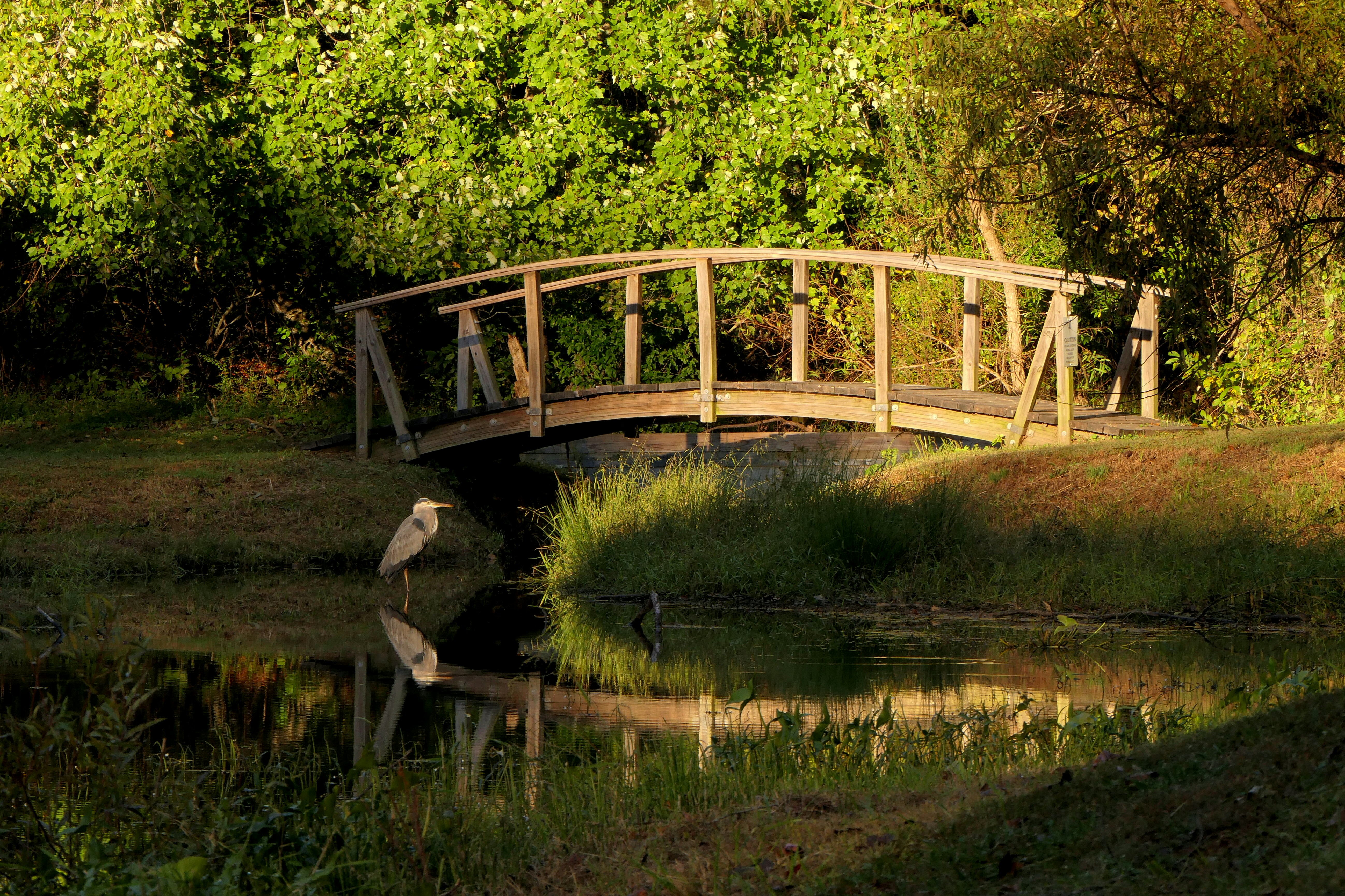 lake with bridge and heron reflection