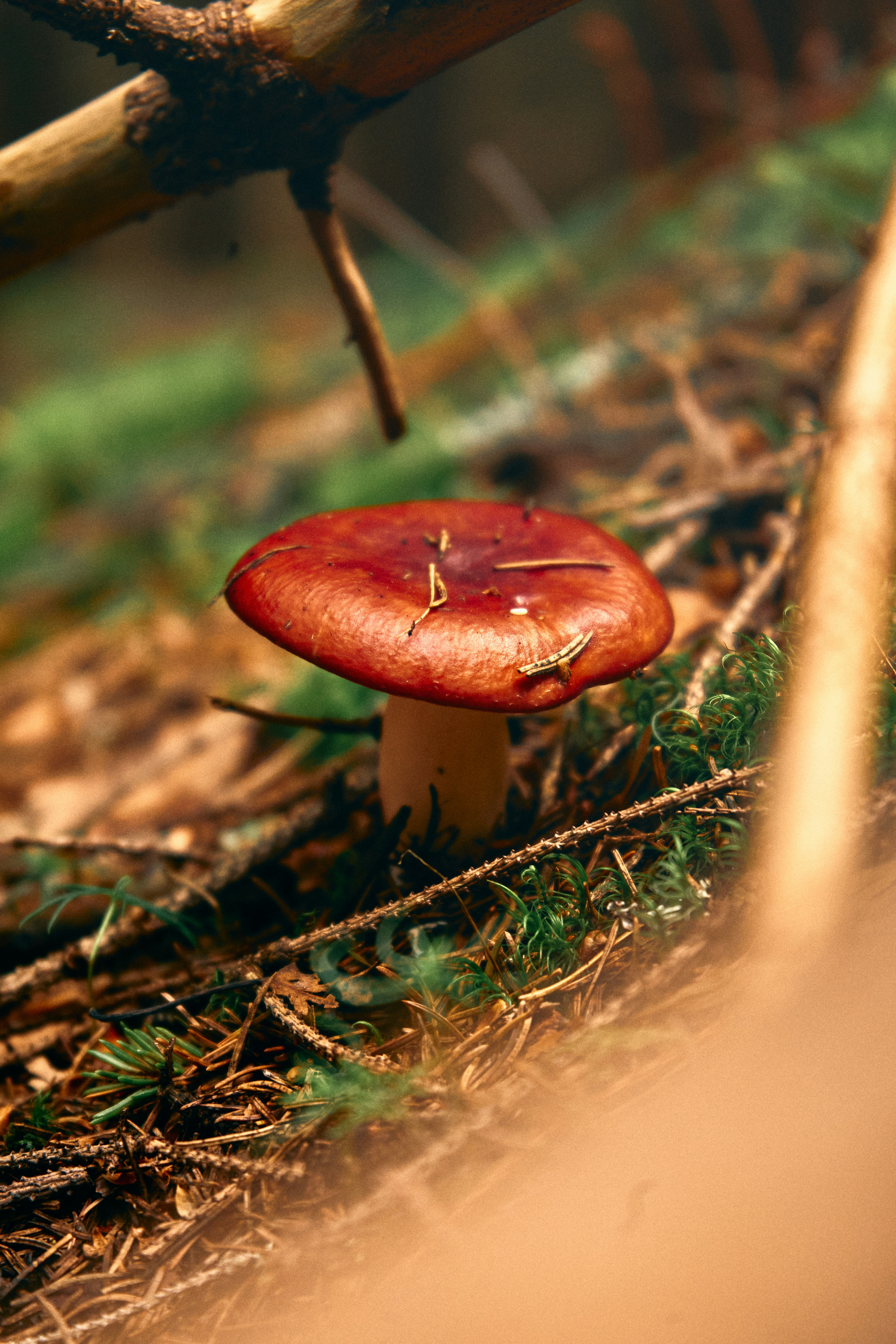 A small red mushroom sitting on the ground photo – Free Mushroom Image ...