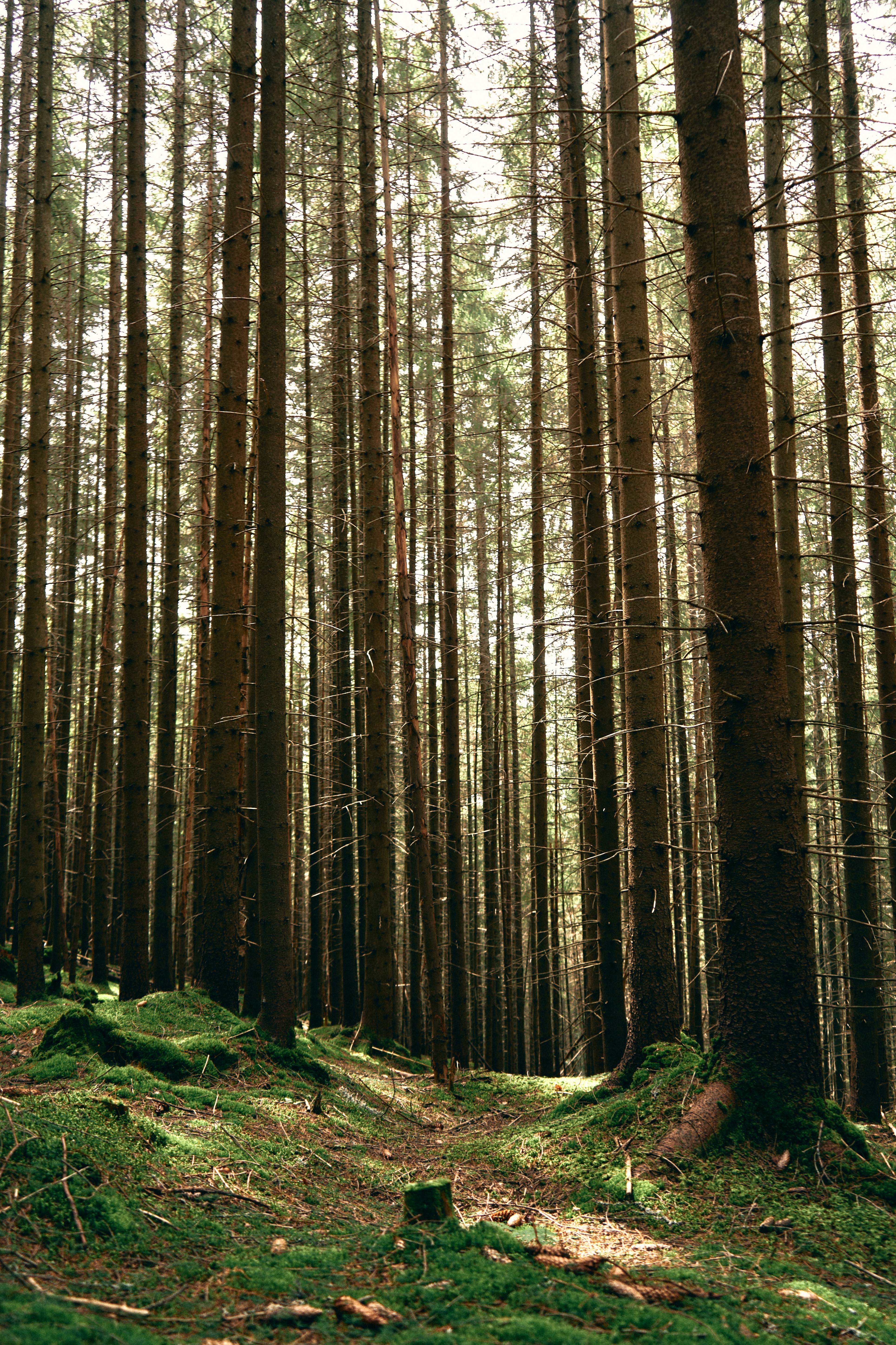 The dense forest is bathed in sunlight. Carpathians, Ukraine | a forest filled with lots of tall trees