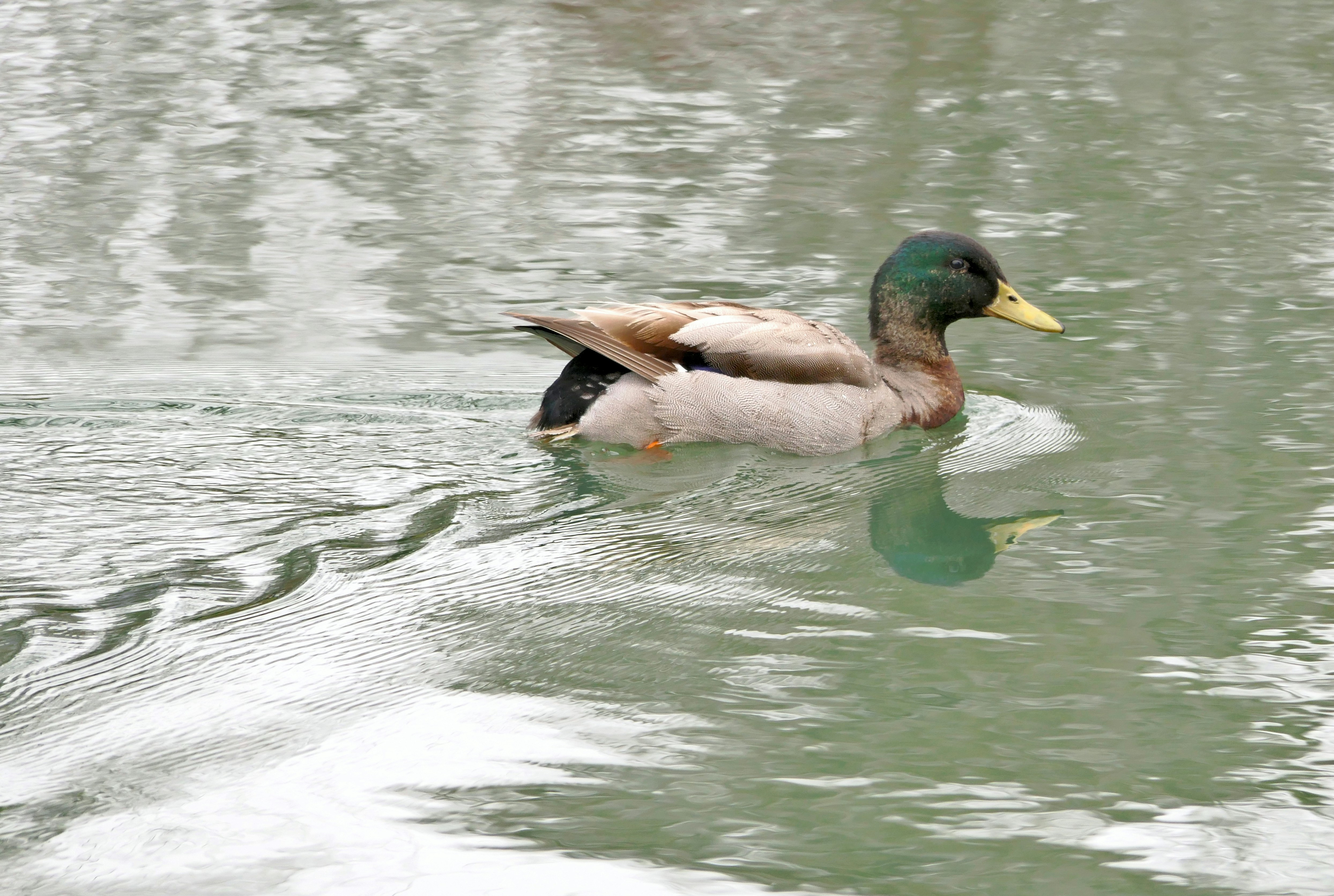 Green-headed Mallard Cuts a Morning Wake on the Quiet Pond