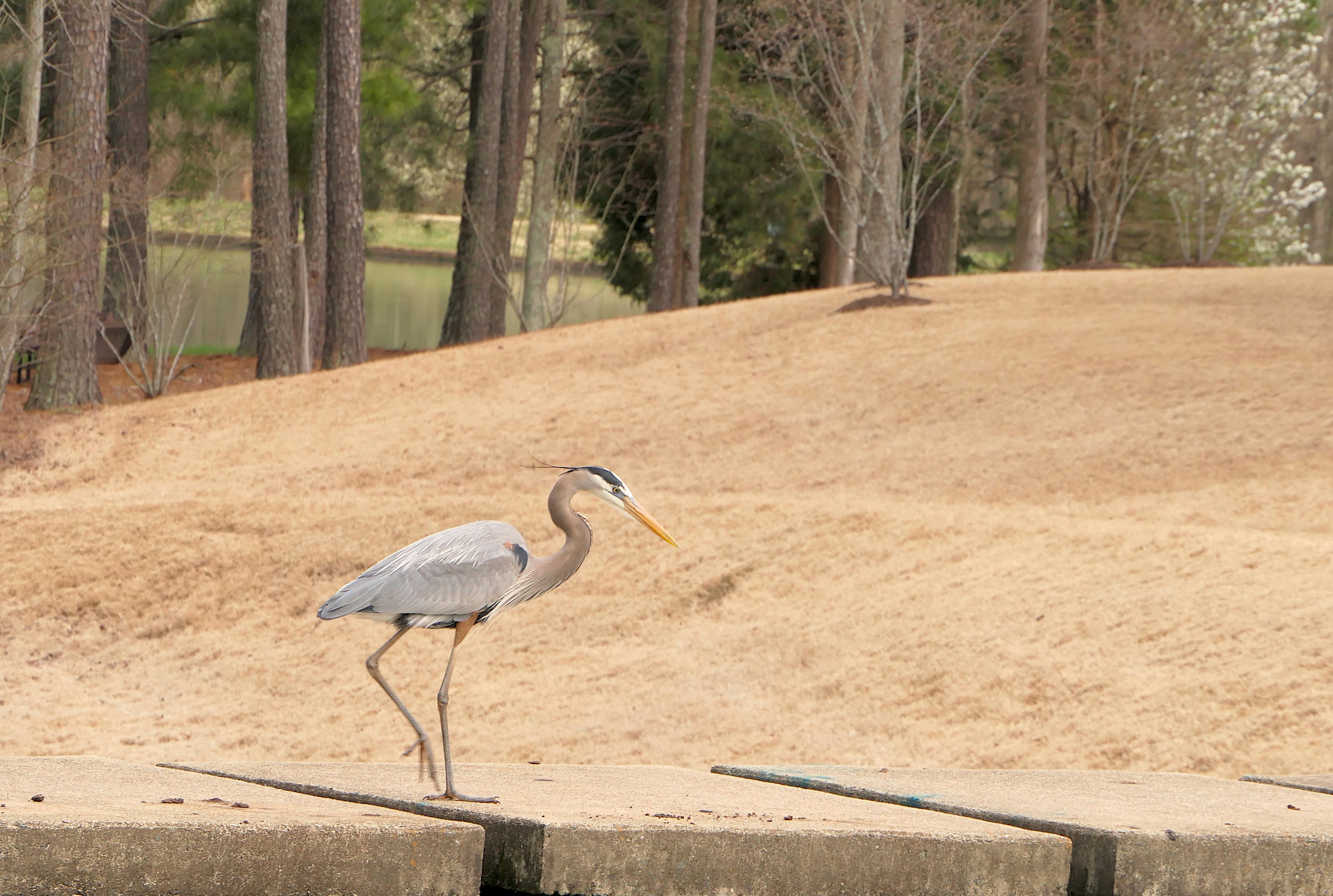 Grey Heron at the Edge: A Quiet Park Shore Portrait