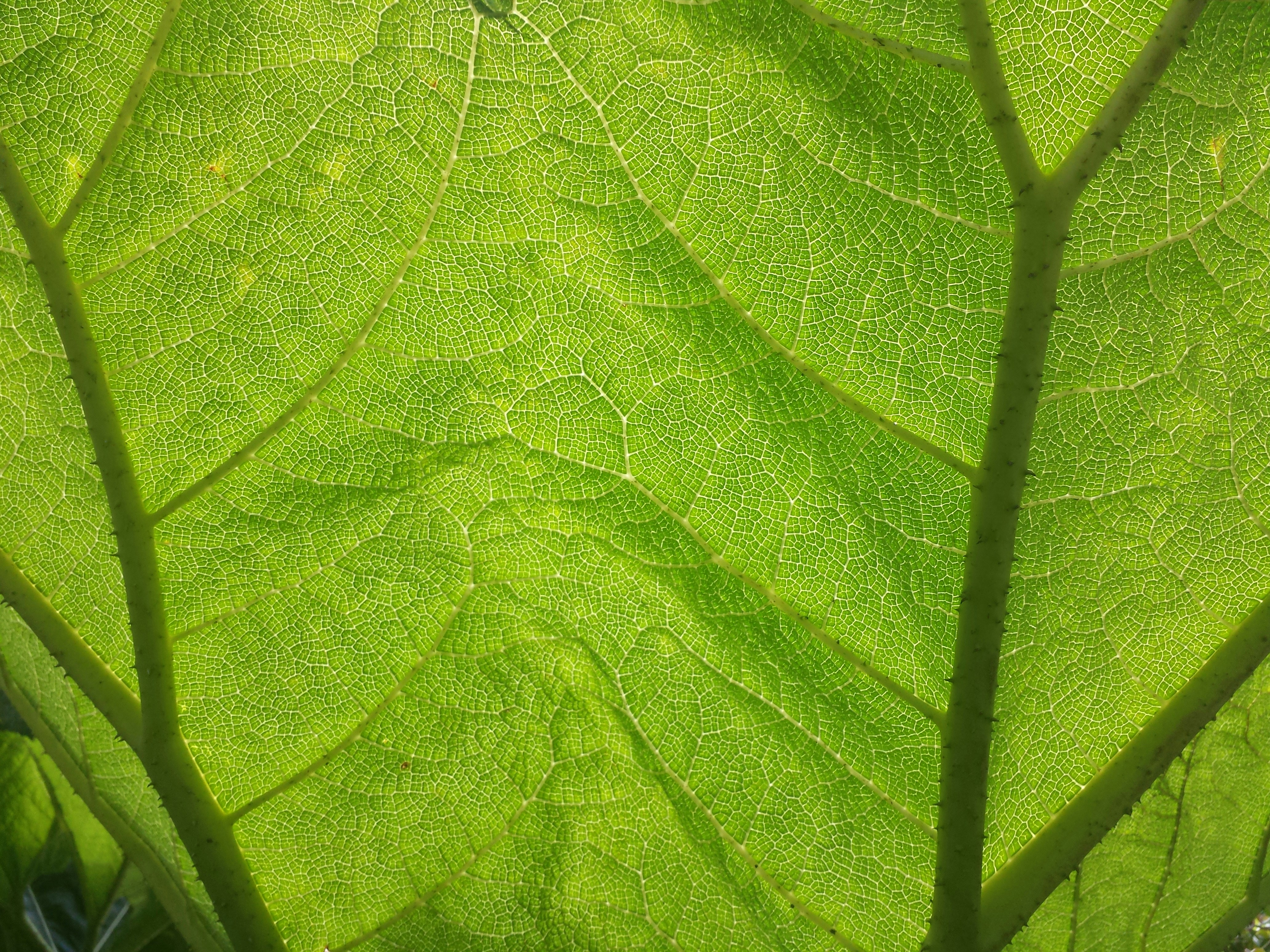 Backlit Veinwork: Close-Up of a Vibrant Green Leaf