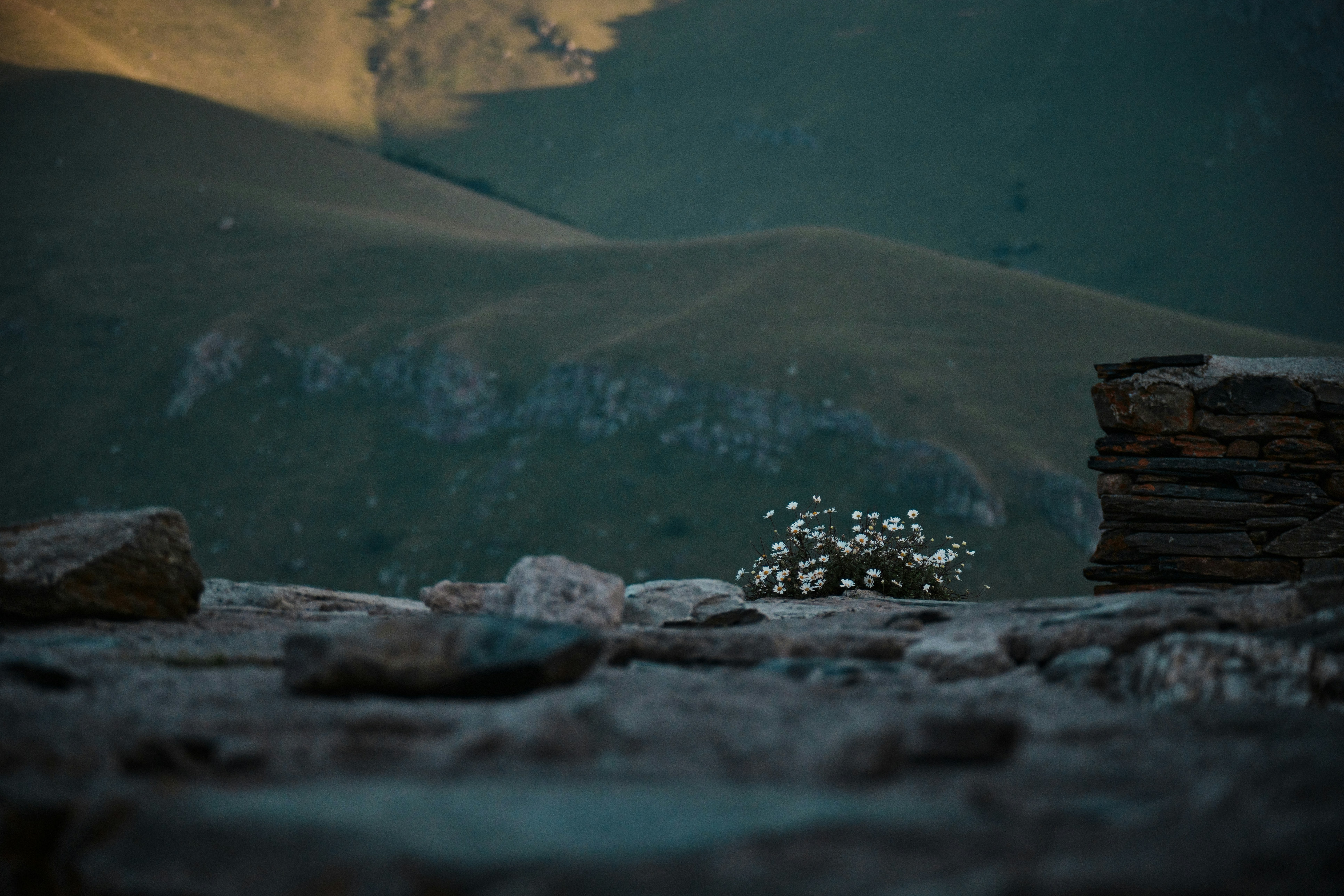 Dusk Bloom at the Foot of a Quiet Ridge