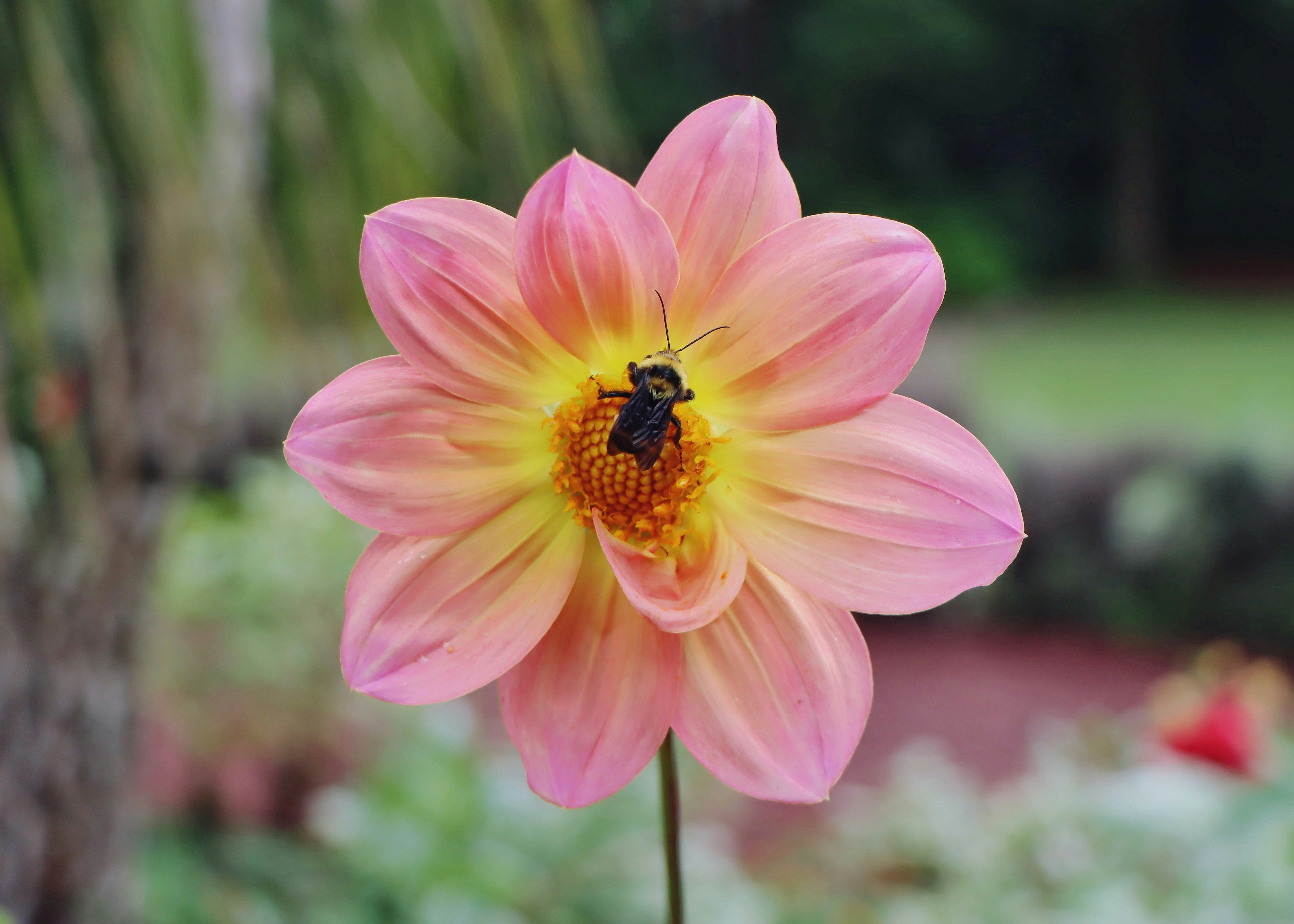 Petal Core Rendezvous: A Pink Dahlia and Its Busy Visitor