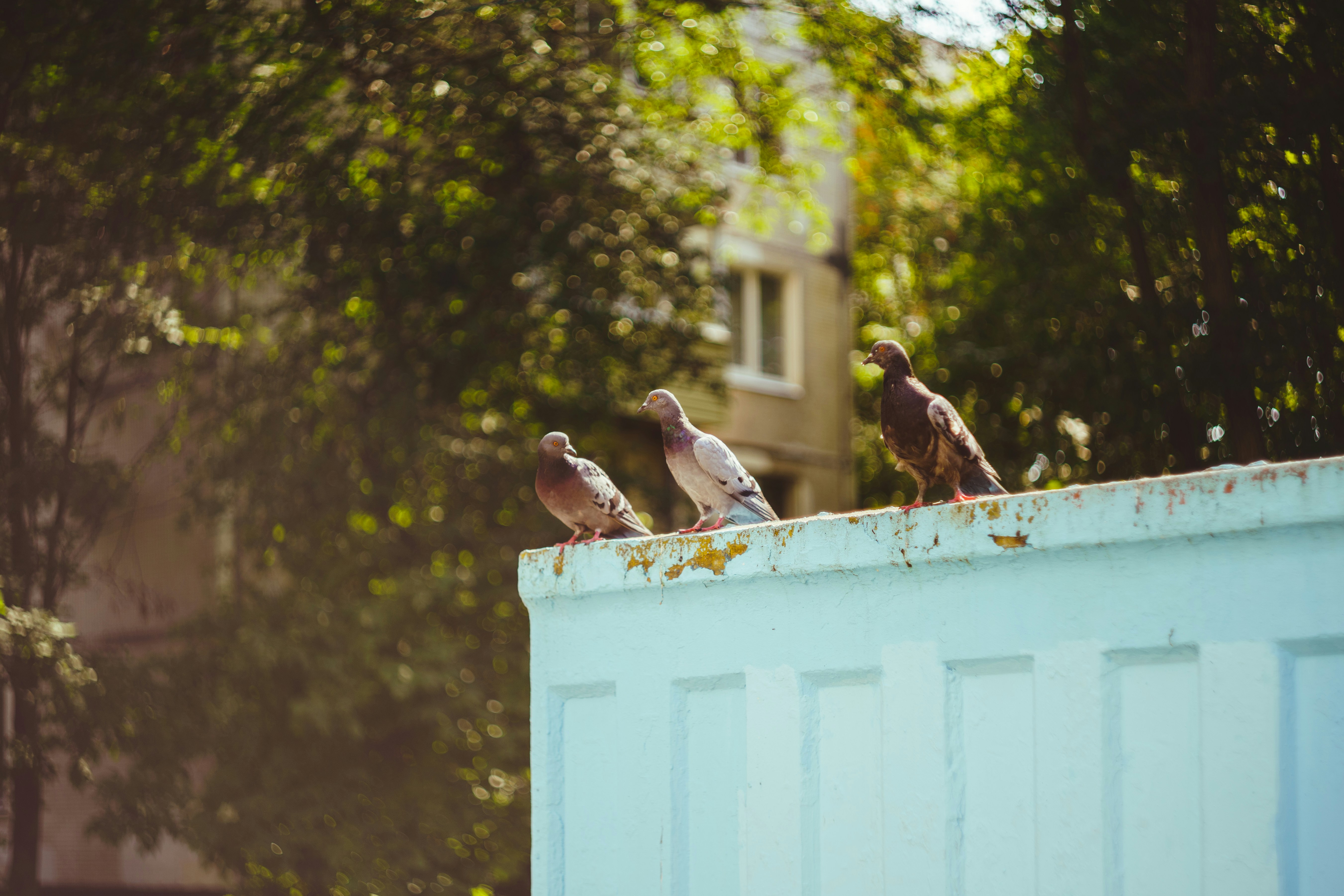 Three Pigeons on a Weathered Tin Barrier