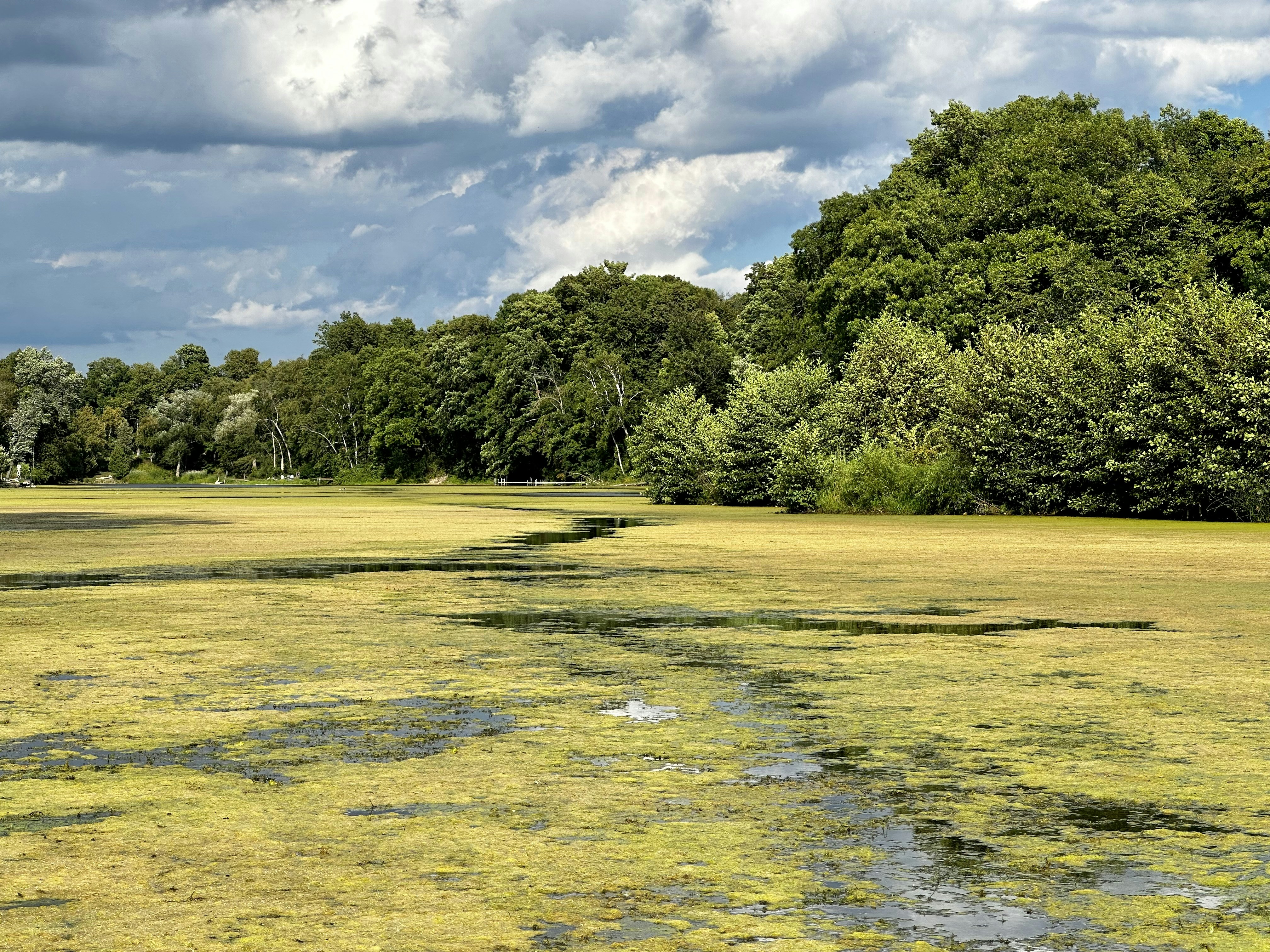 A Green carpet of algae covering a pond.