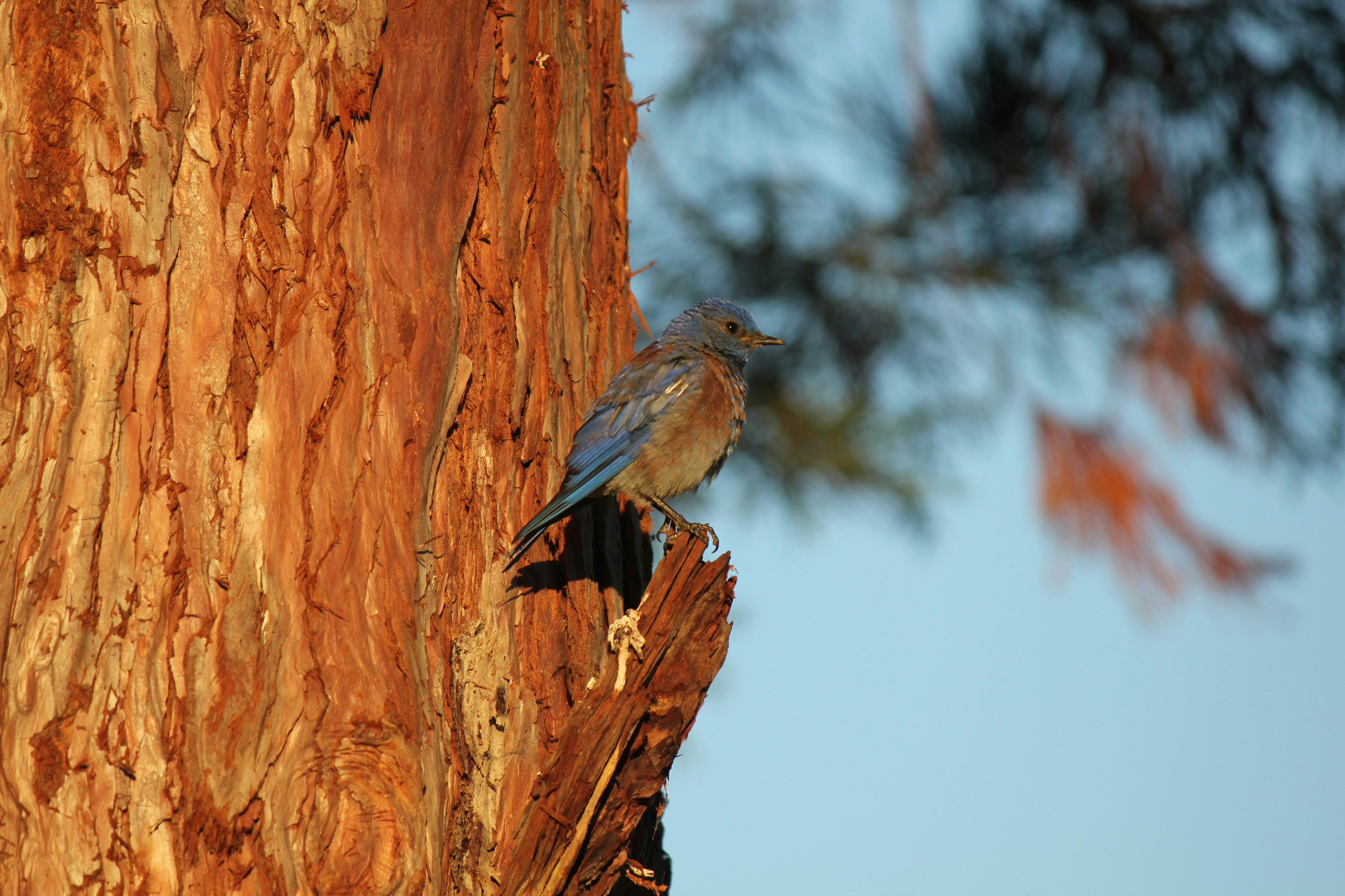 Blue bird perched on a sunlit tree trunk with blurred foliage in the background.