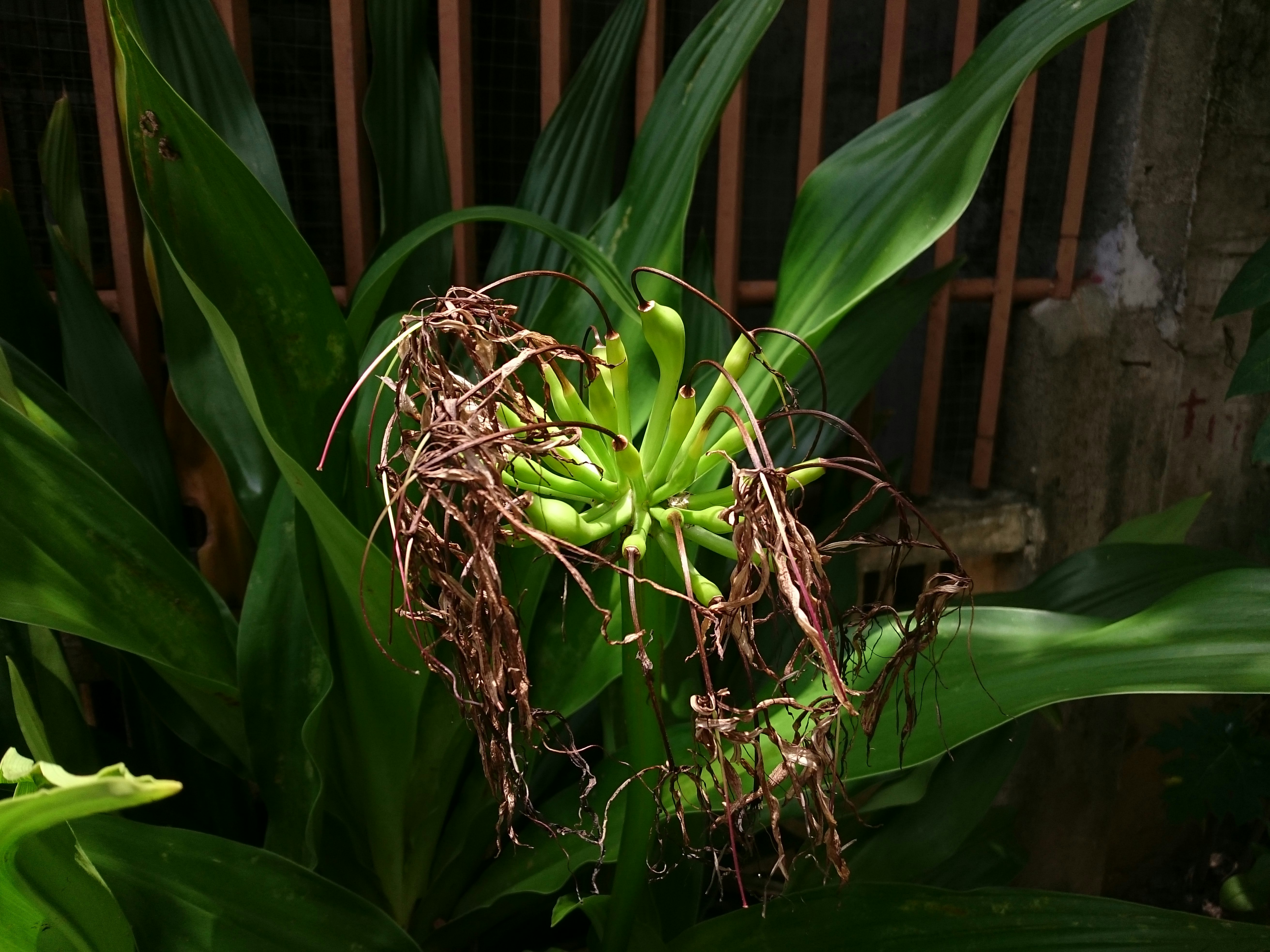 Close-up of a green rosette plant with dried, wiry stalks cascading above a wooden fence.