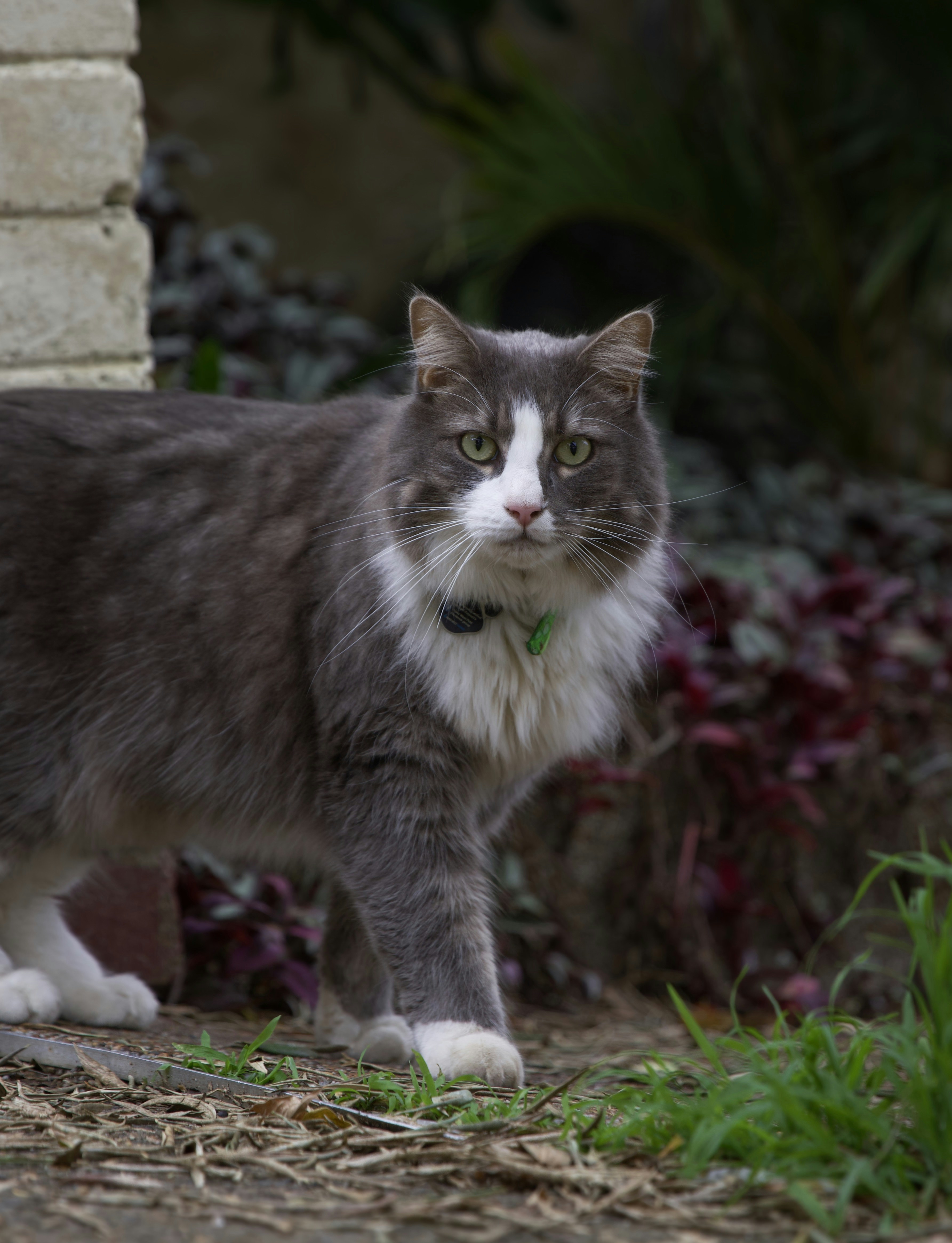 Garden Watcher: A Gray-White Cat Pauses on the Path