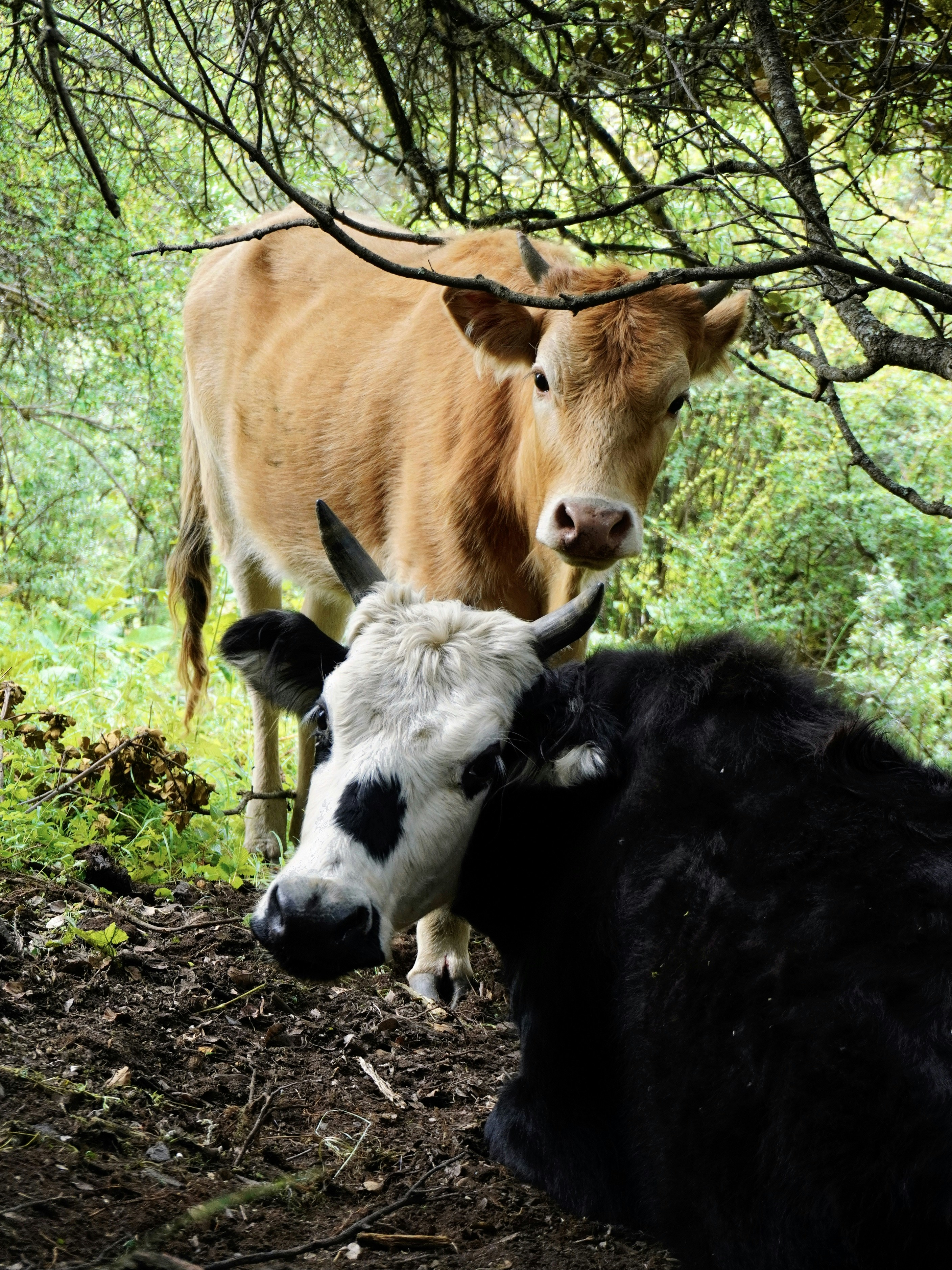 Dappled Encounter in the Green: Brown Cow Watches Over a White-Black Companion Under Leafy Canopy