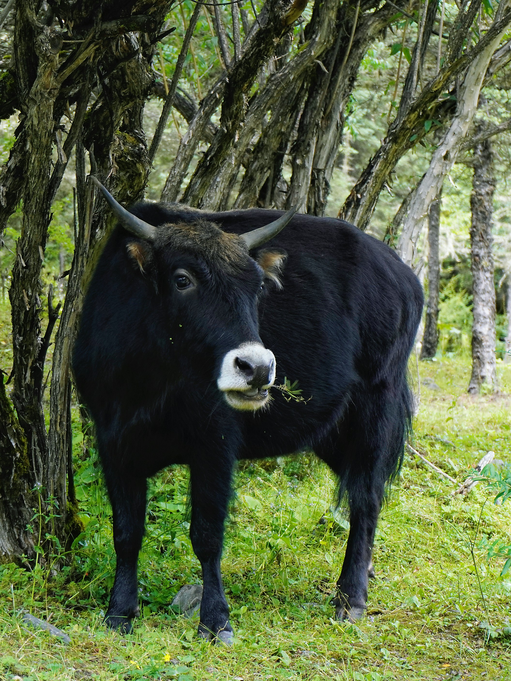 Une vache noire avec des cornes debout dans une forêt photo – Photo ...