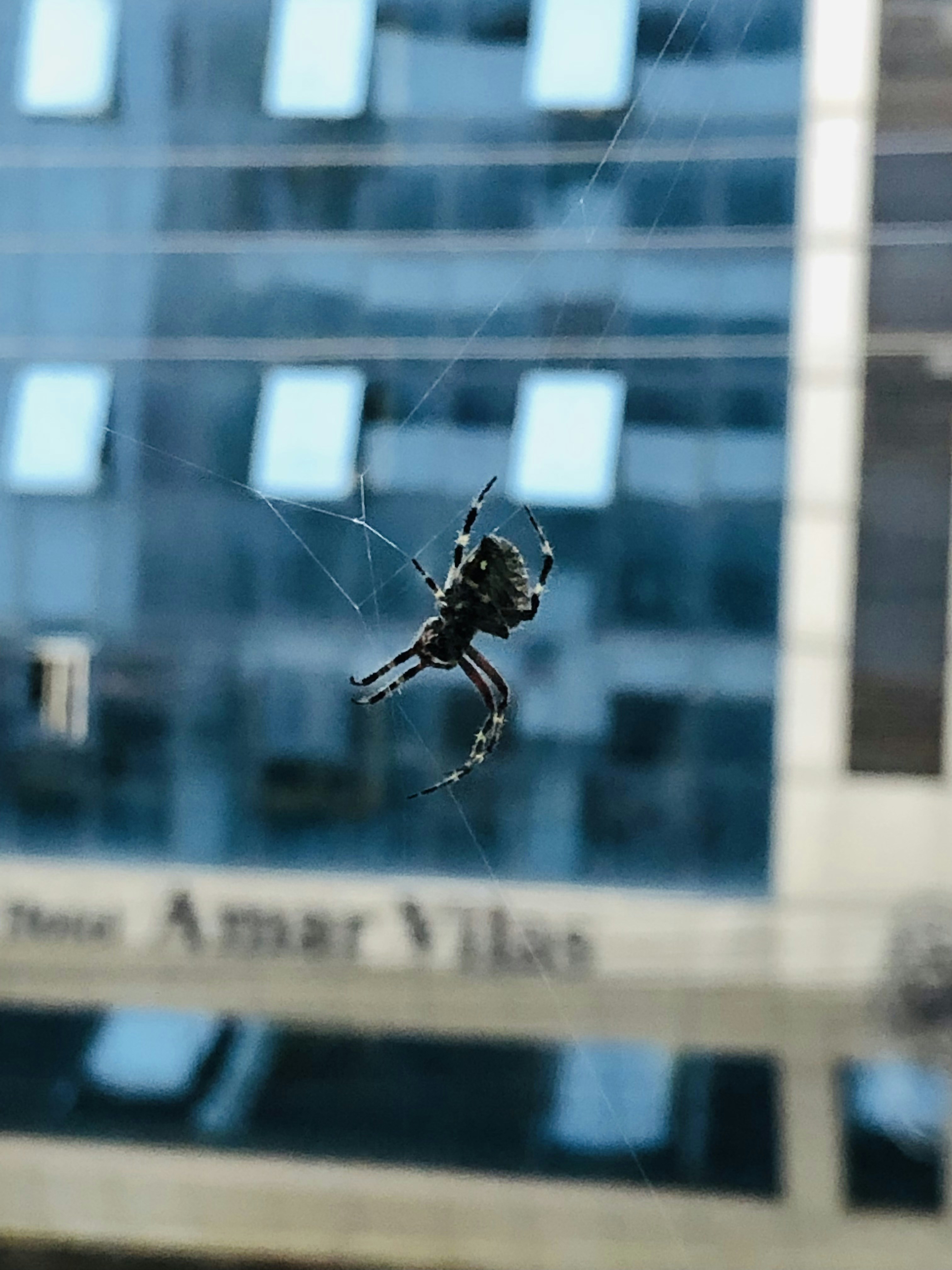 Wallpaper Spiderman Pictures | Download Free Images on Unsplash