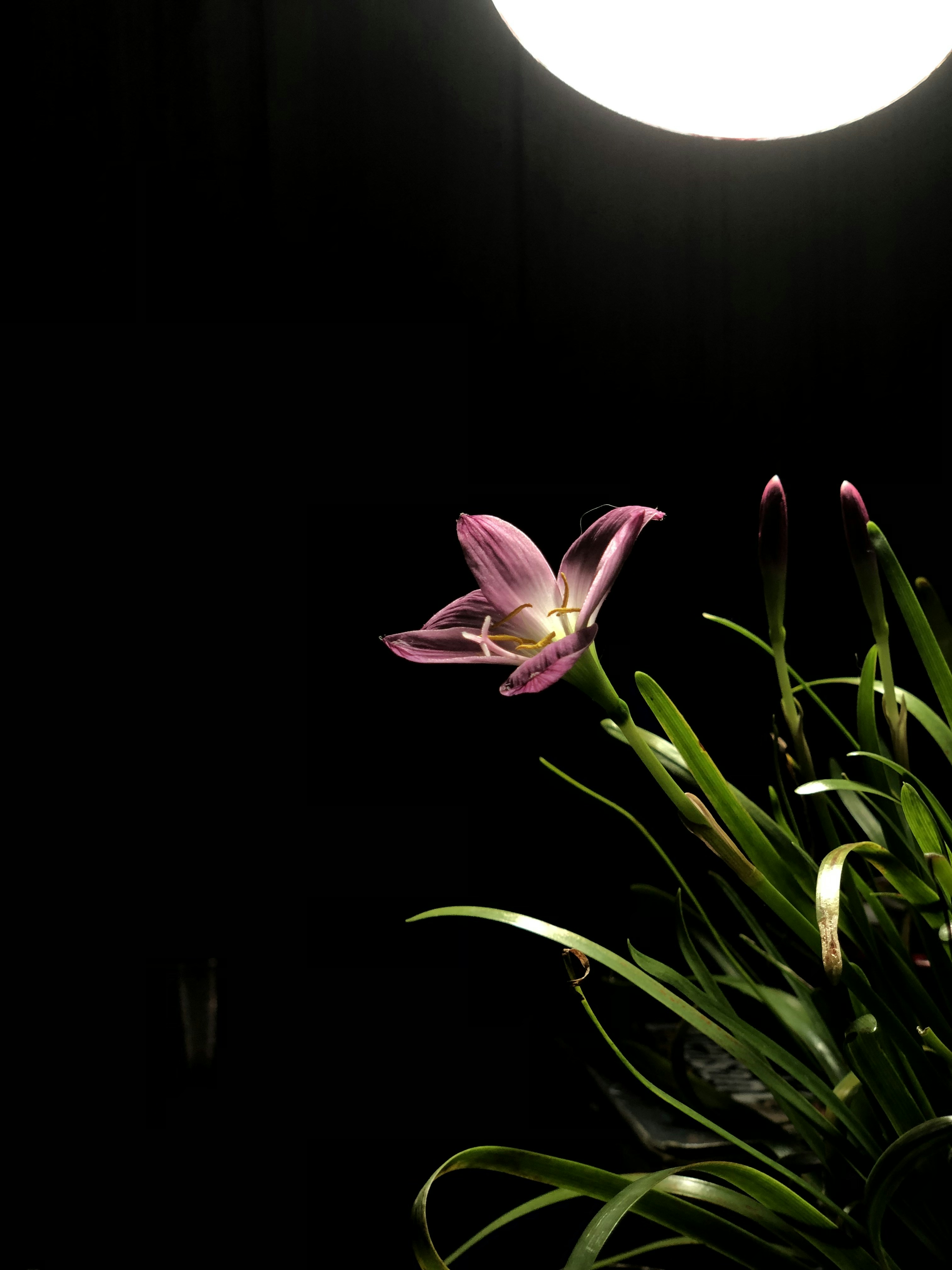 Pink Lily Reaches for the Spotlight Under a Bright Studio Halo