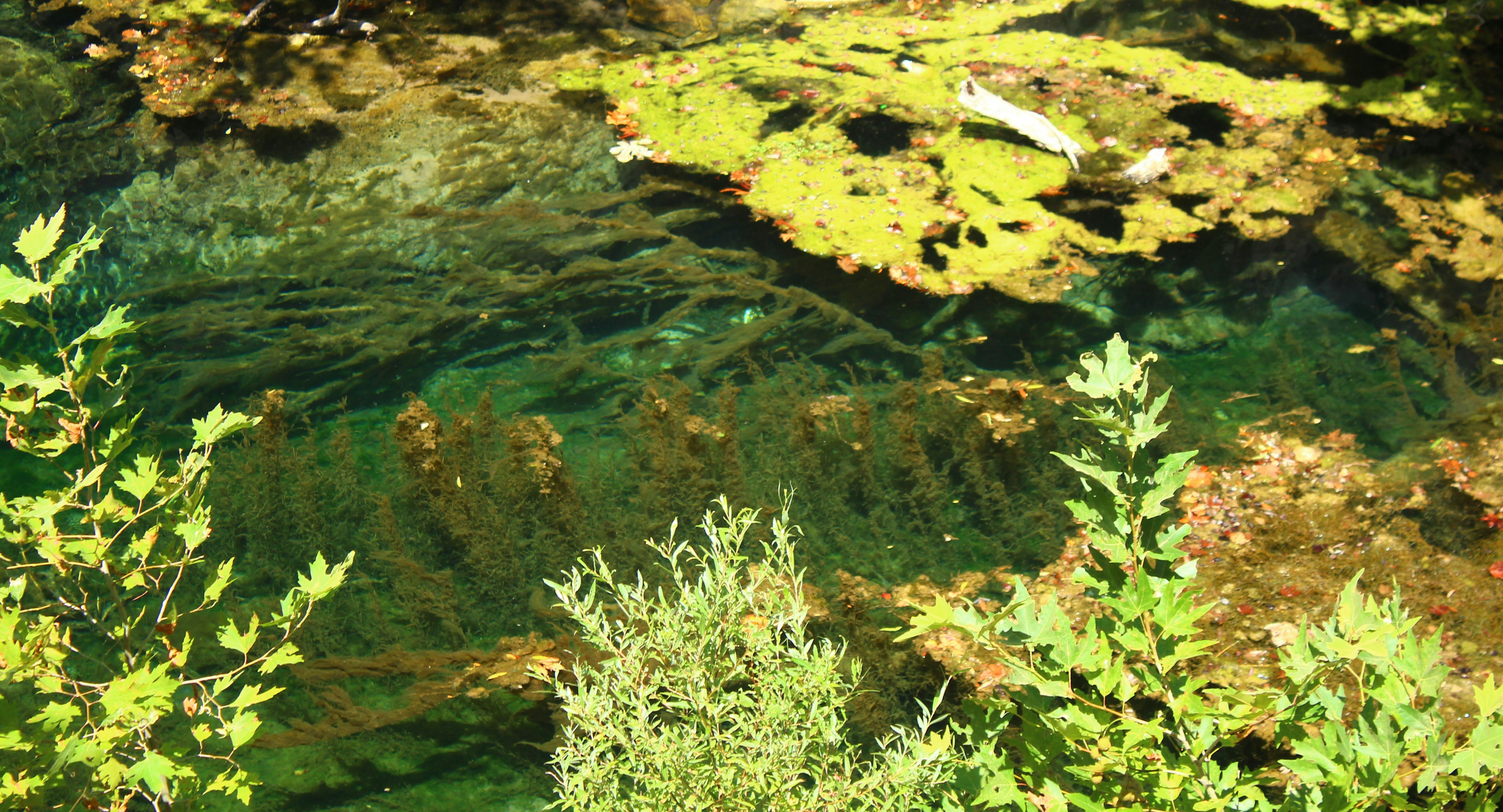 Emerald Refractions on a Quiet Pond, Framed by Green Brush