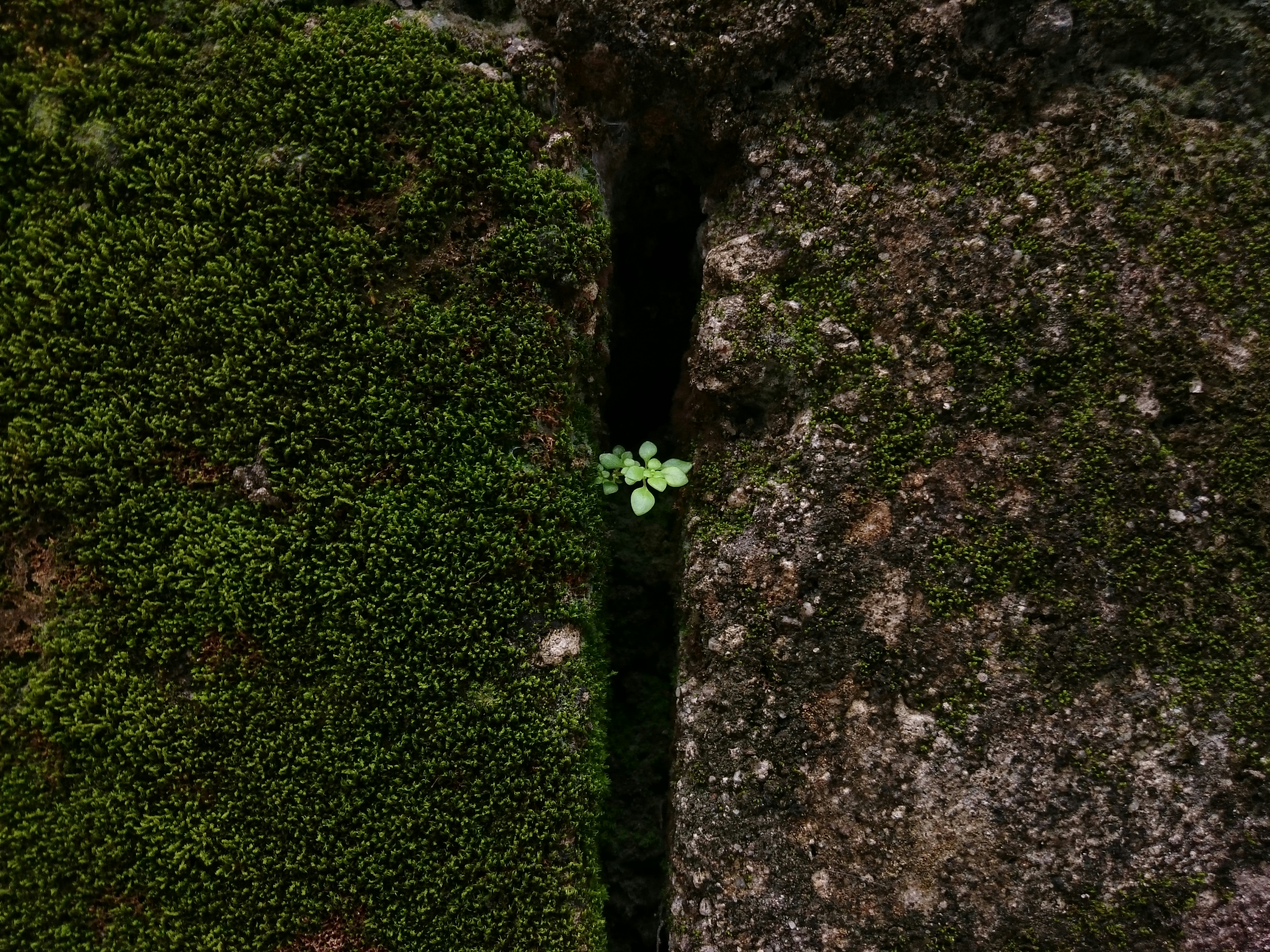 Macro photograph showing a tiny green sprout emerging from a moss-filled crevice between weathered rocks.