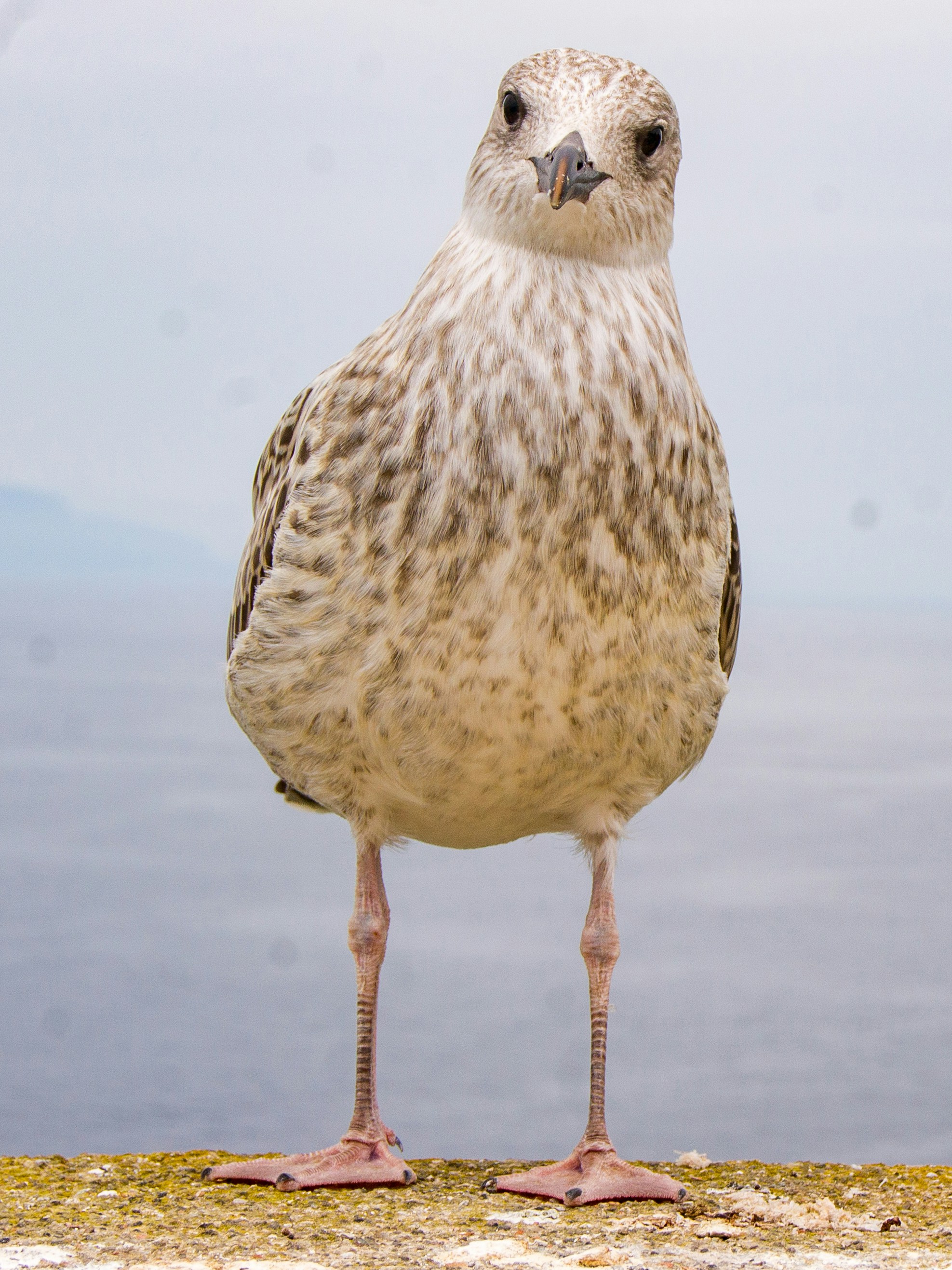 Photo by Tommy Fogelberg with Sony Alpha 500