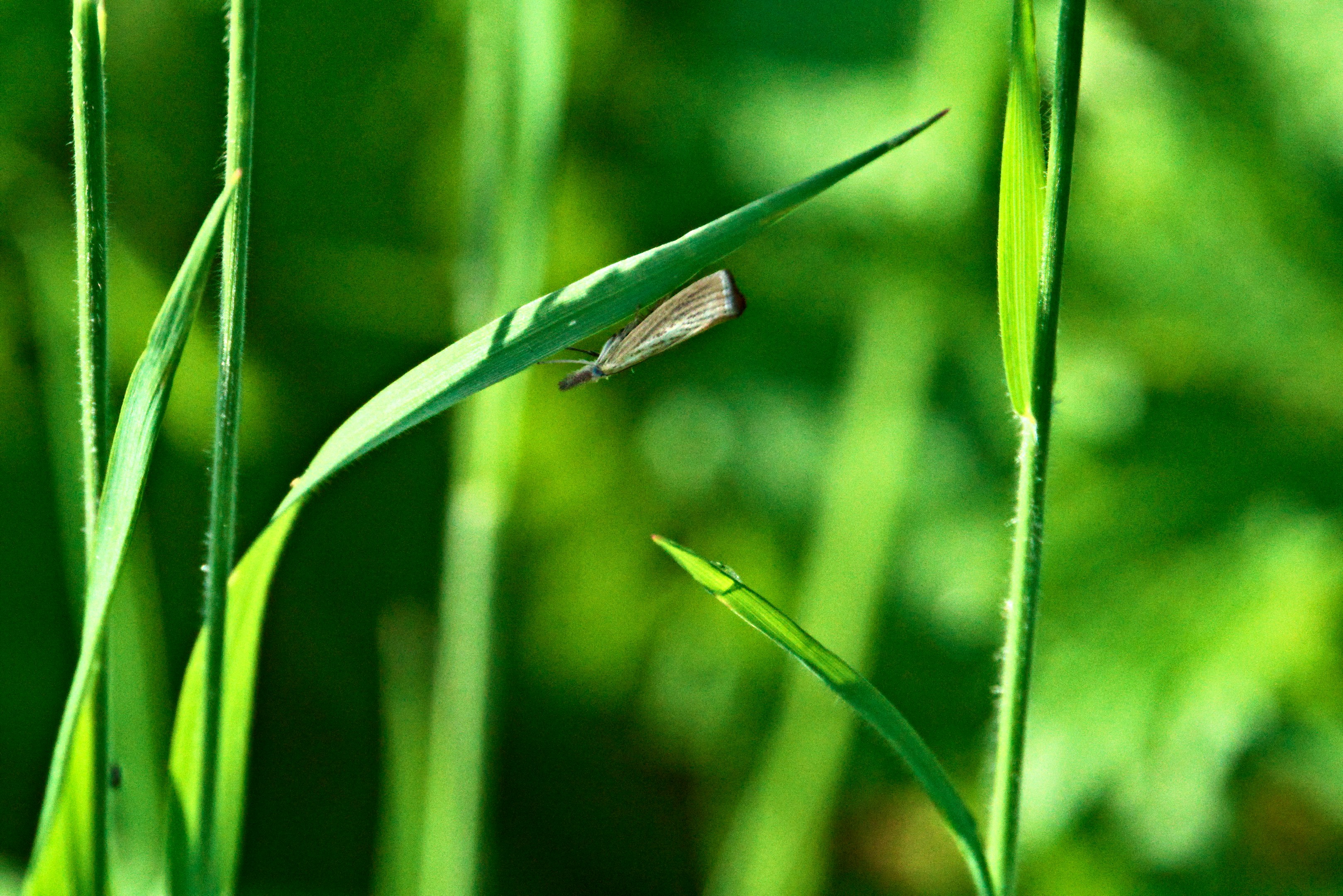 Un petit insecte assis sur une plante verte photo – Photo Schmetterling ...